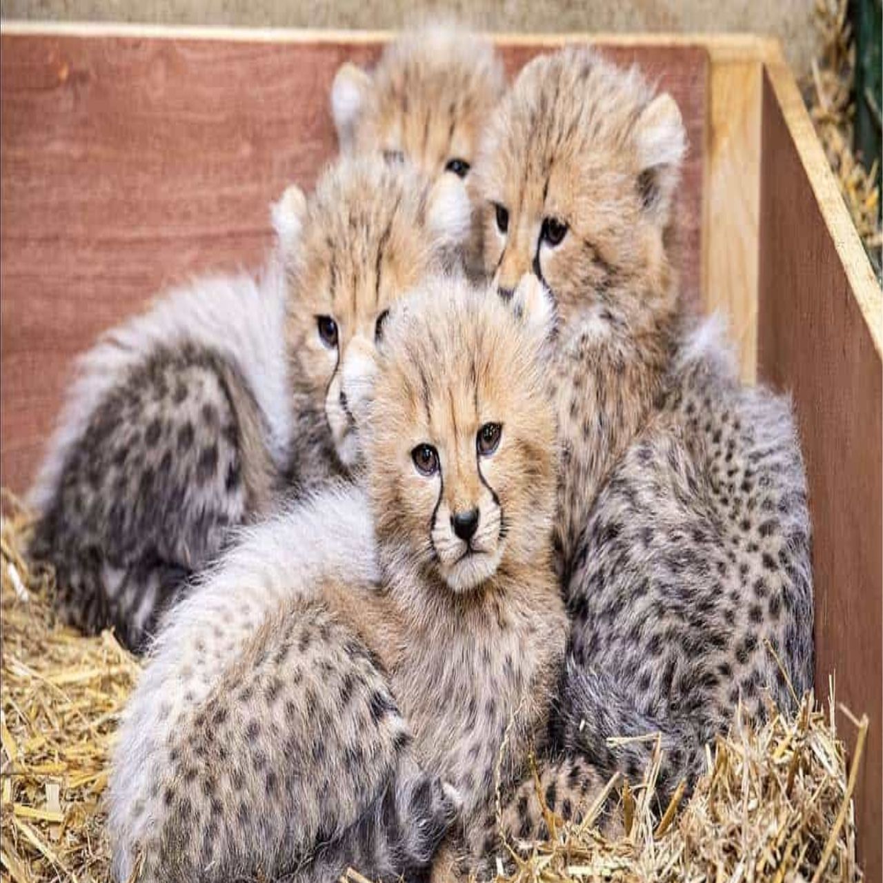 Exciting Birth of Rare Cheetah Cubs at Wiltshire Wildlife Park
