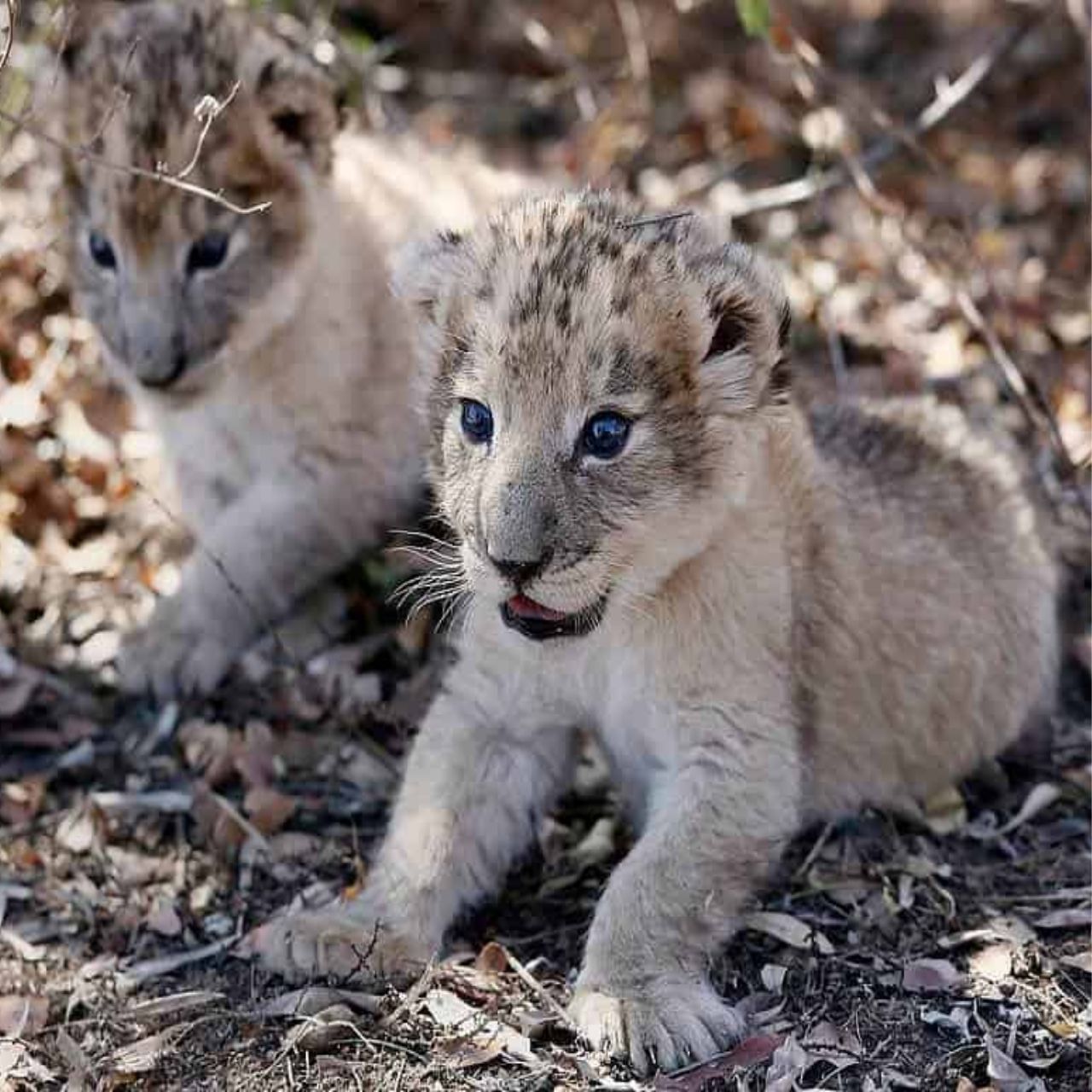Celebrating the Birth of Groundbreaking Lion Cubs in South Africa