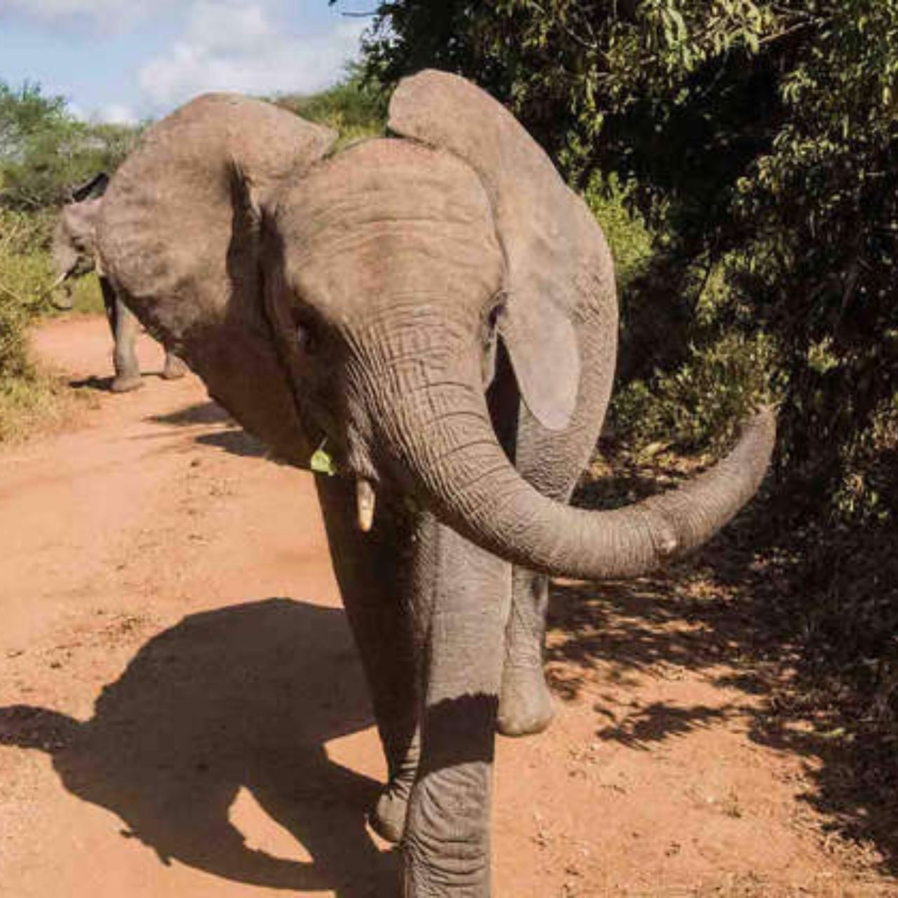 Quick Action Saves Young Elephant in Distress