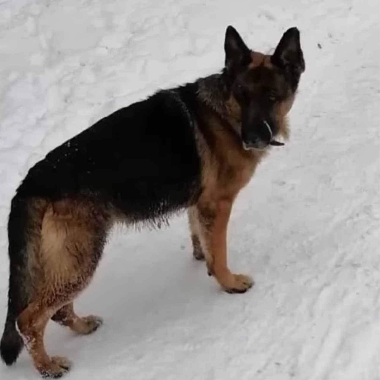 Abandoned at a Train Station, Emma's Journey of Hope and Resilience Captures Hearts Worldwide