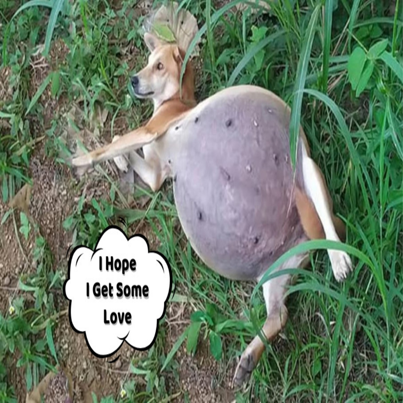 Abandoned Dog's Heartwarming Rescue Highlights Importance of Kindness ...