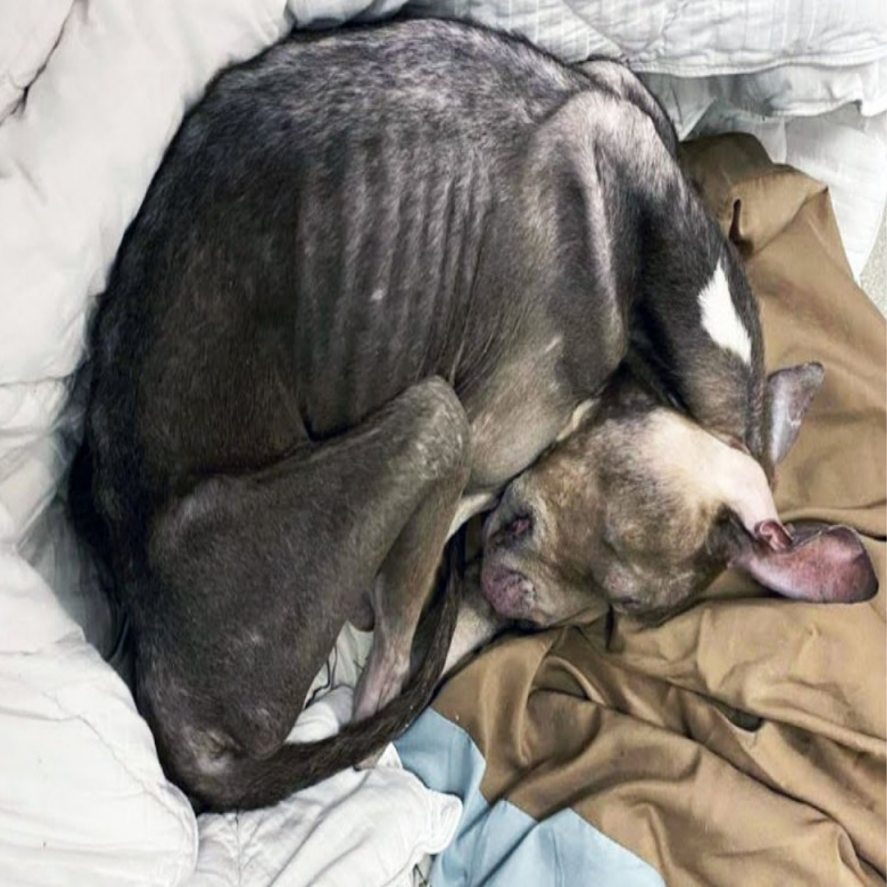 Althea's Rescue: Community Rallies to Transform Neglected Dog's Life ...