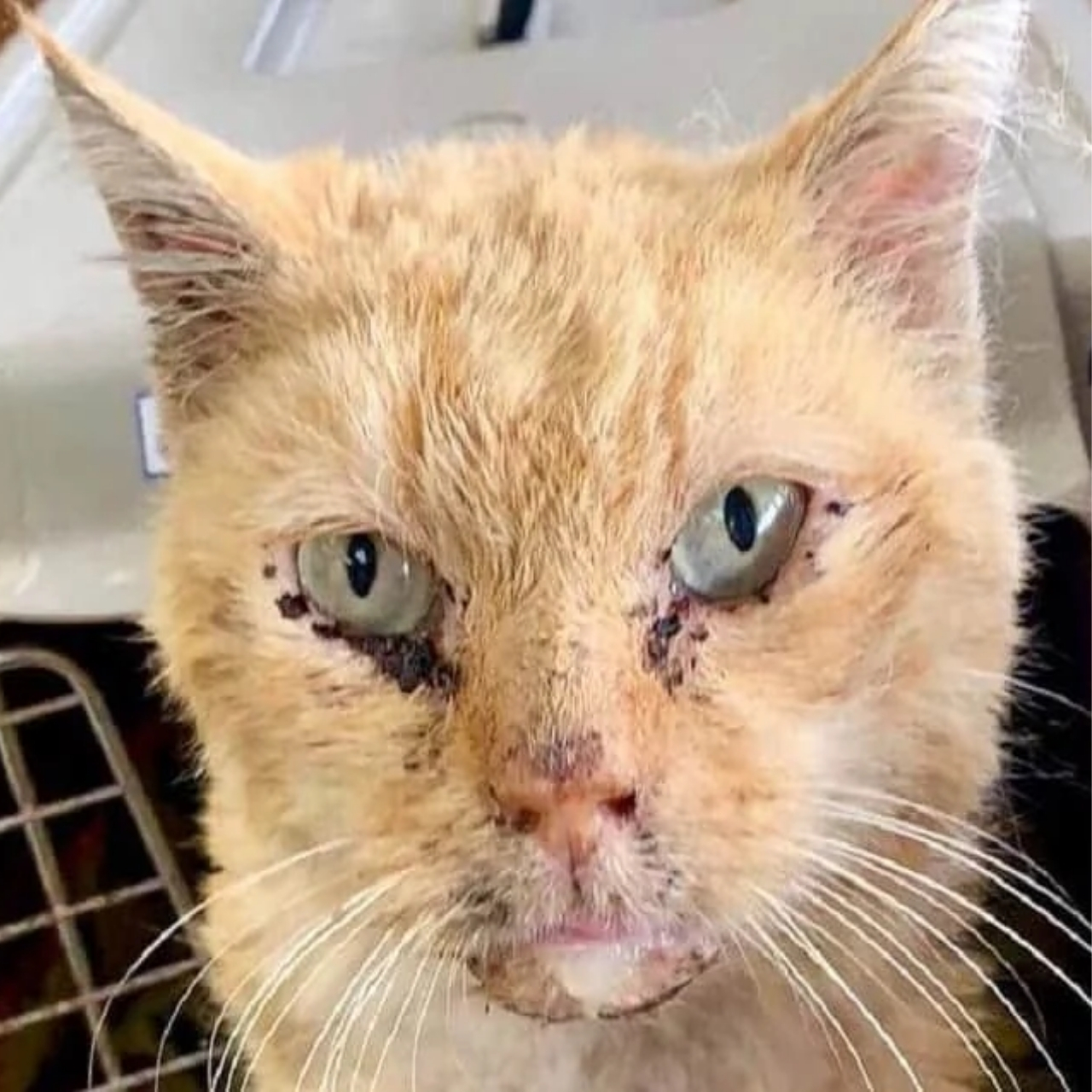 California Cat's Remarkable Recovery: From Old Man to Fourteen with ...
