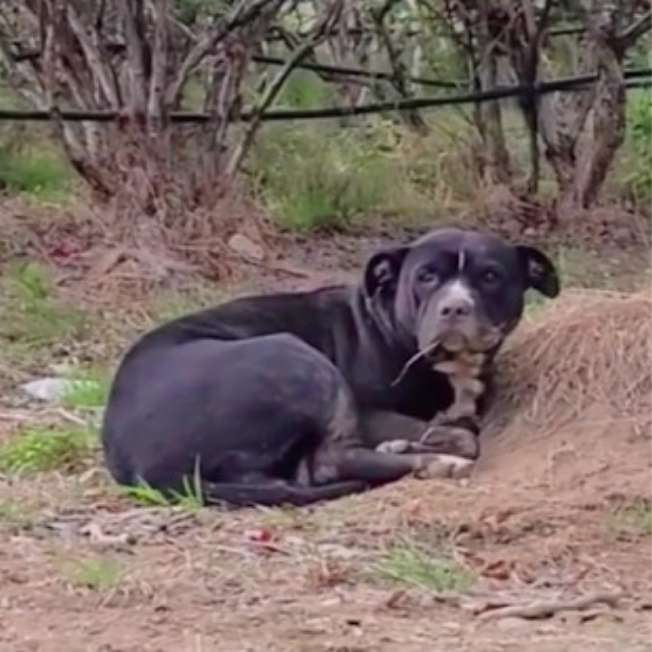 Chance Encounter: How Sheena and Blueberry's Unexpected Friendship ...