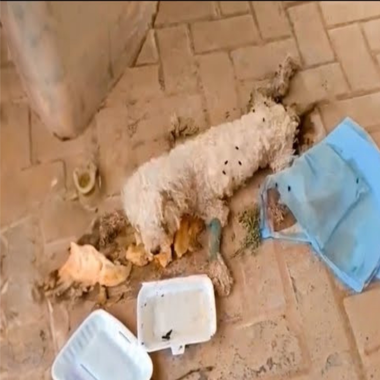 Desperate Dog Rescue: A Journey from Heartbreak to Hope and Healing