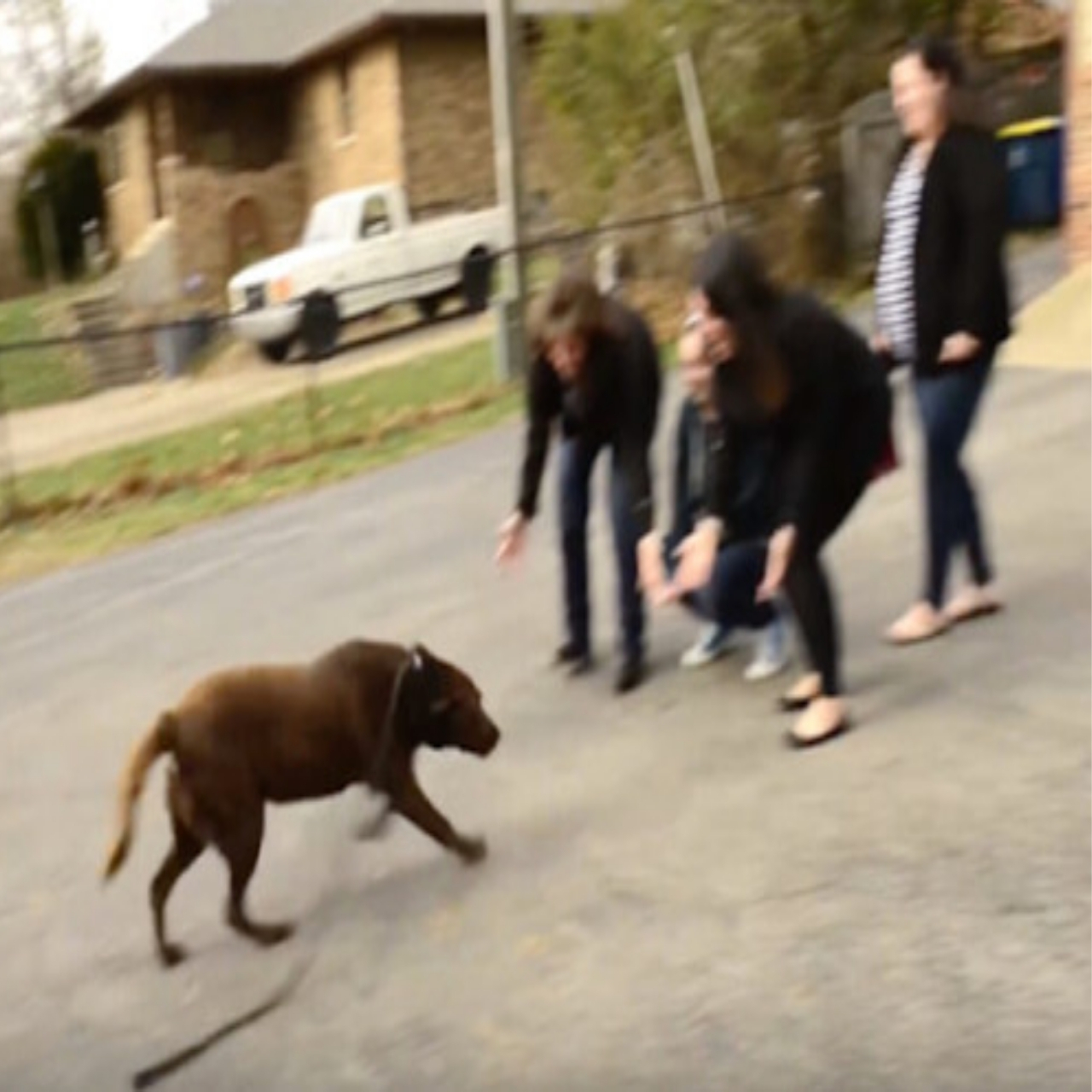 Five Years Later: Family Reunites with Lost Labrador Chuckie Thanks to ...