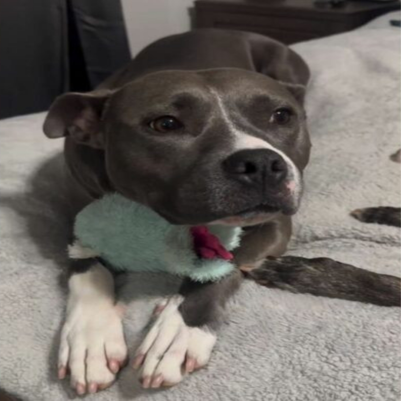 From Hopeless to Home: How One Pit Bull Found Her Forever Family