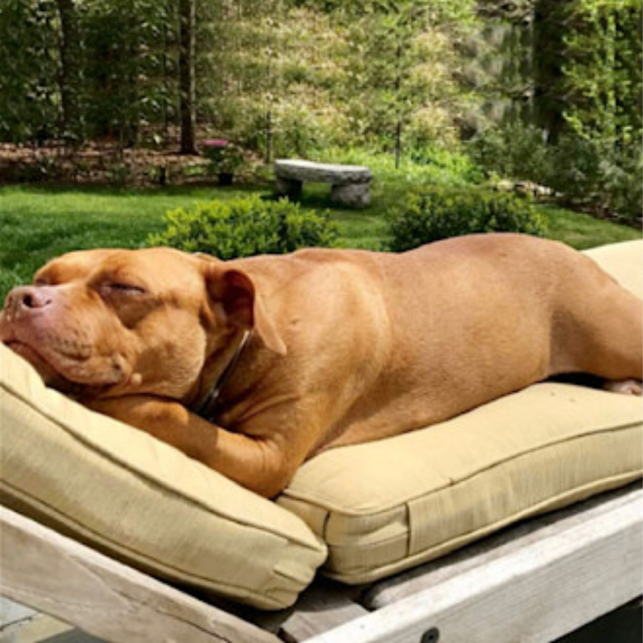 From Neglect to Nests: Lola's Inspiring Tale of Rescue and Renewal