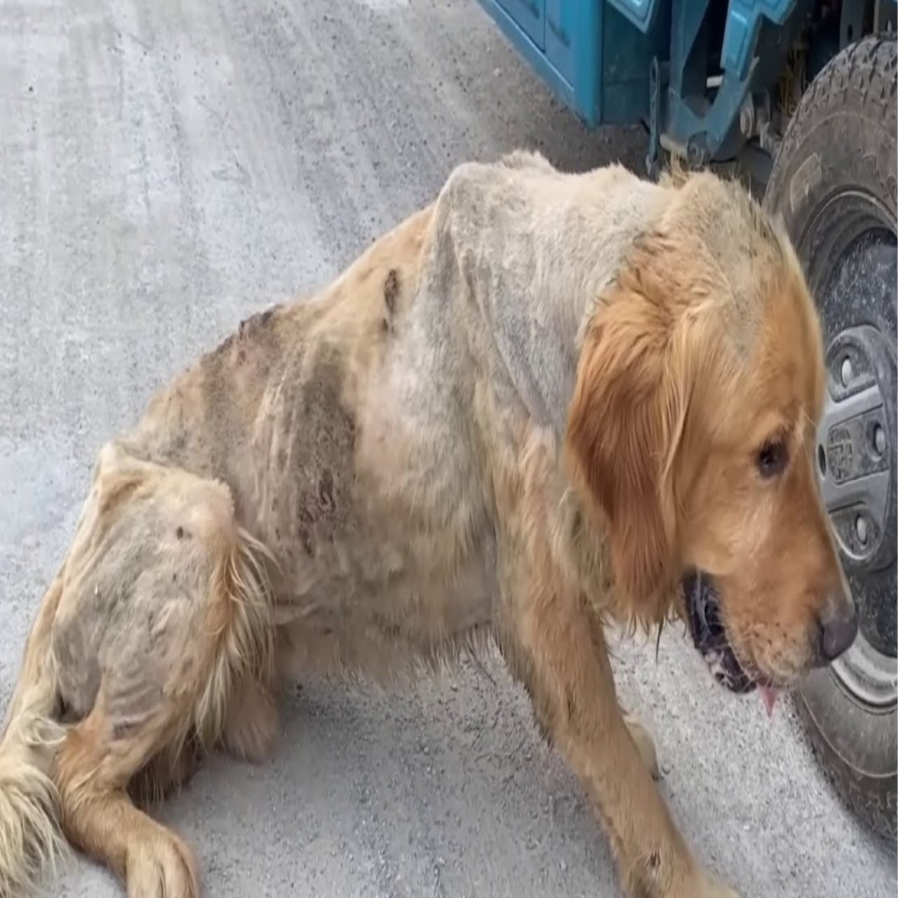 From Neglect to Nourishment: A Starving Dog's Journey to Trust and ...