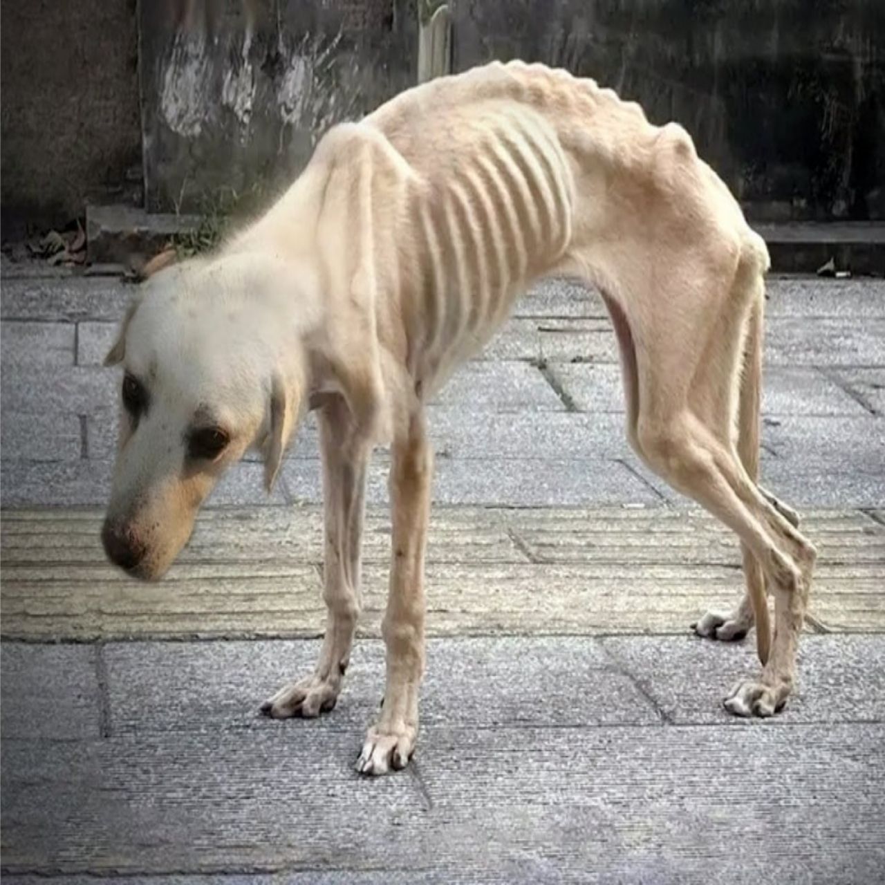 From Neglect to Nurture: How One Forgotten Dog Found Hope and Healing