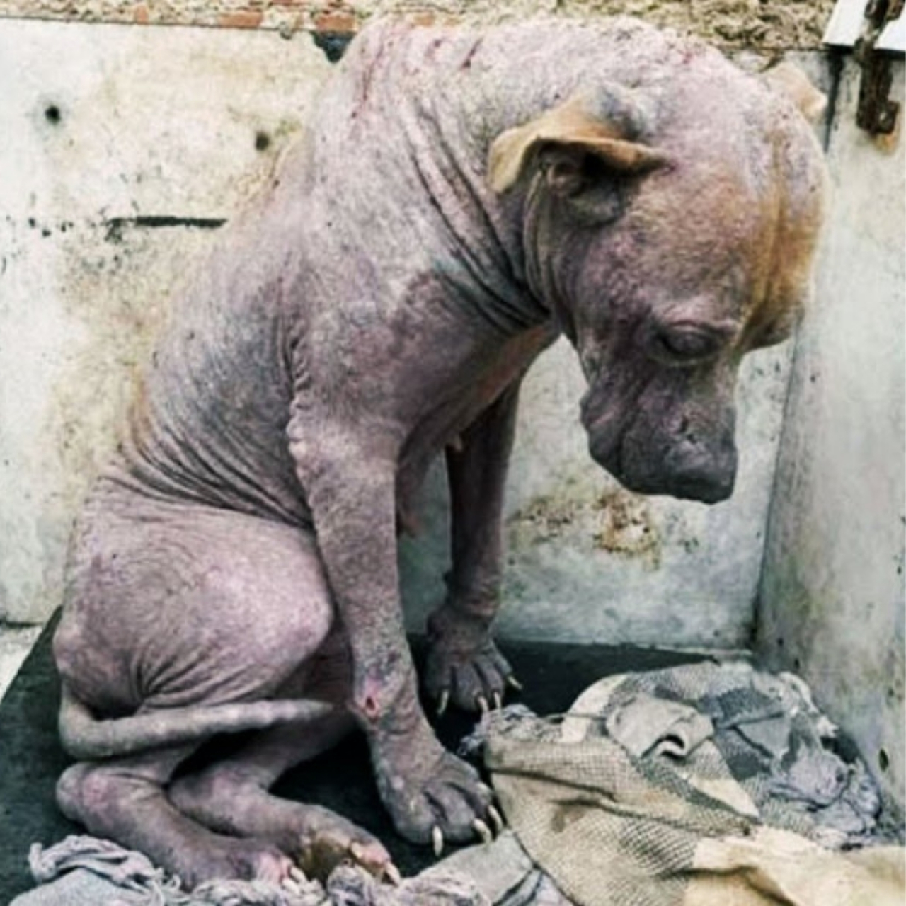 From Streets to Sanctuary: Niña the Pit Bull's Inspiring Journey of ...