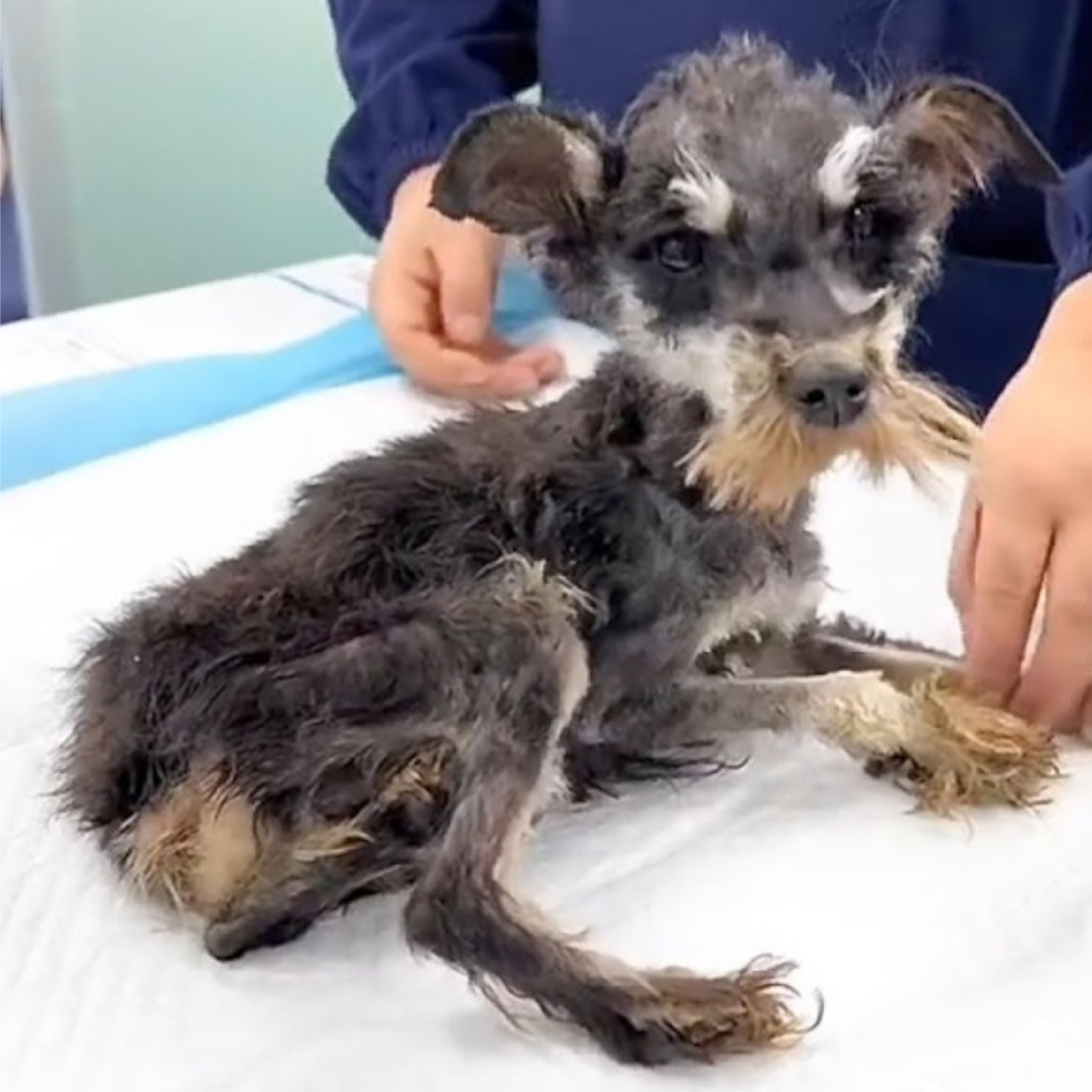 Heartbreaking Farewell: Emaciated Dog's Final Hours Inspire Rescuers ...