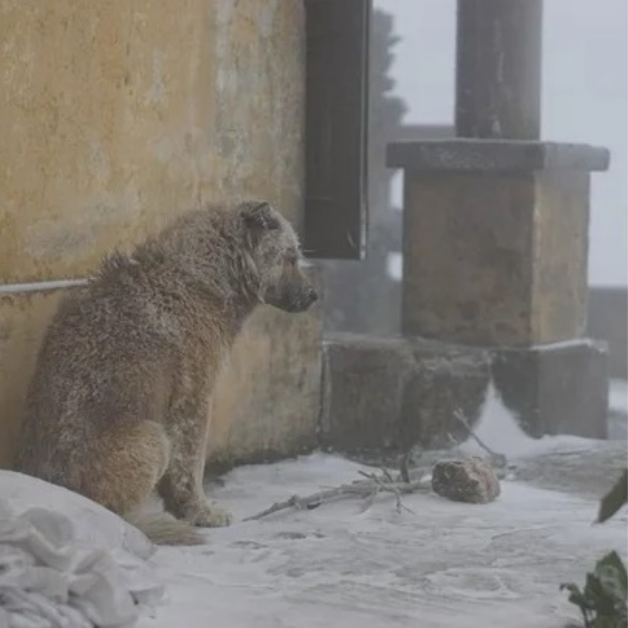 Motorcyclist's Plea Rescues Shivering Dog, Ignites Community Compassion ...