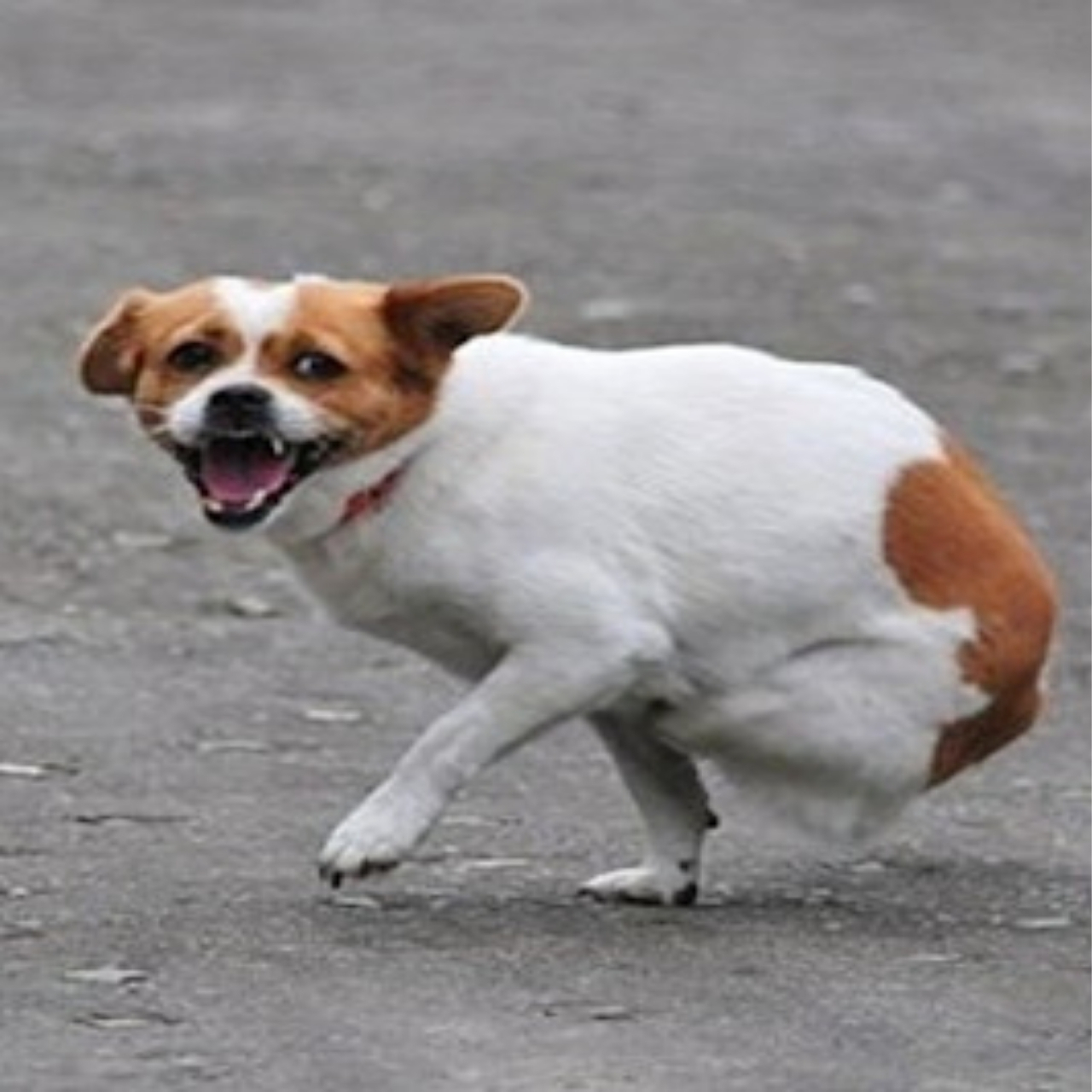 Heroic Mama Dog Lelly's Tale of Love and Resilience Inspires Global ...