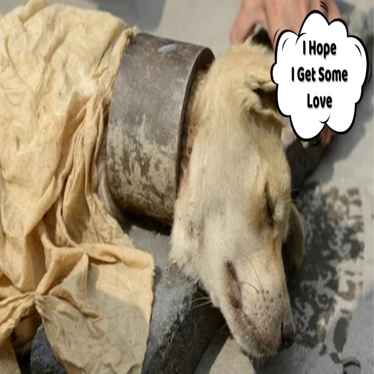 Heroic Rescue Frees Dog from Tight Iron Collar in Thai Nguyen