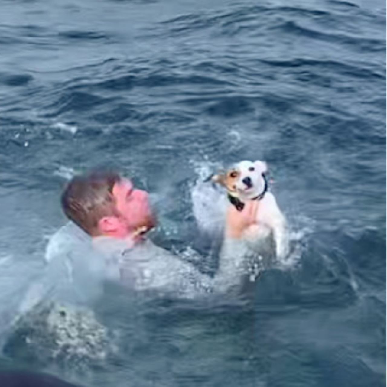Kayakers Save Daring Dog Lost at Sea, Reuniting It with Family in ...