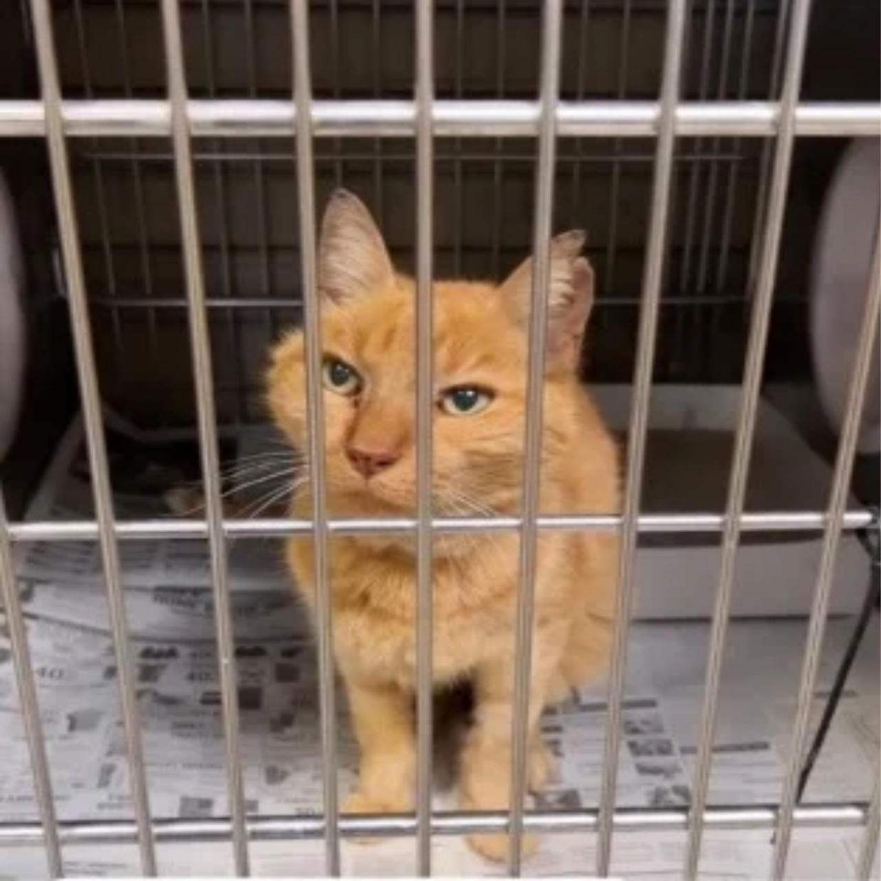 Los Angeles Rescuer Transforms Elderly Cat's Final Days with ...