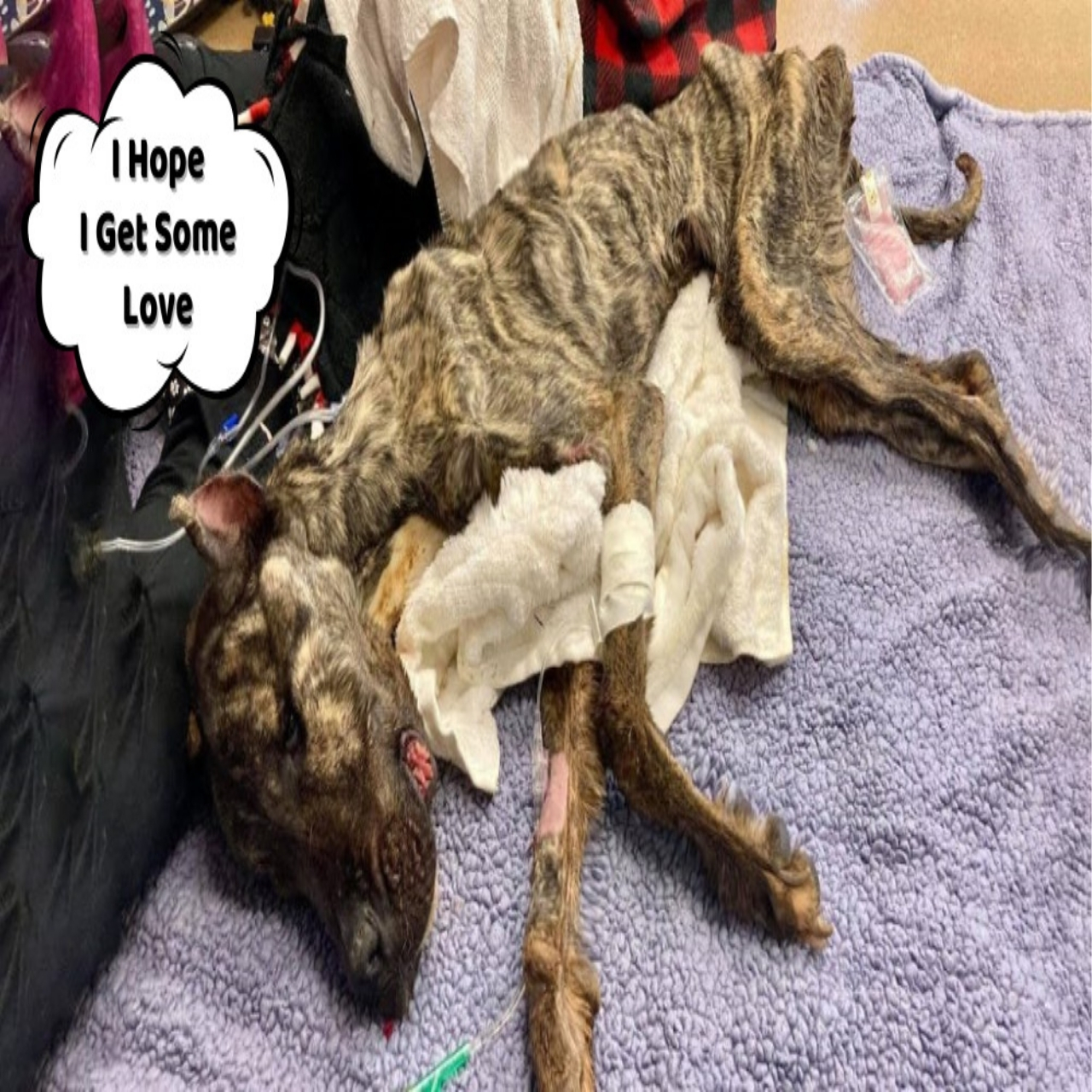 Miracle Recovery: Severely Malnourished Dog Ethan Fights for Life ...