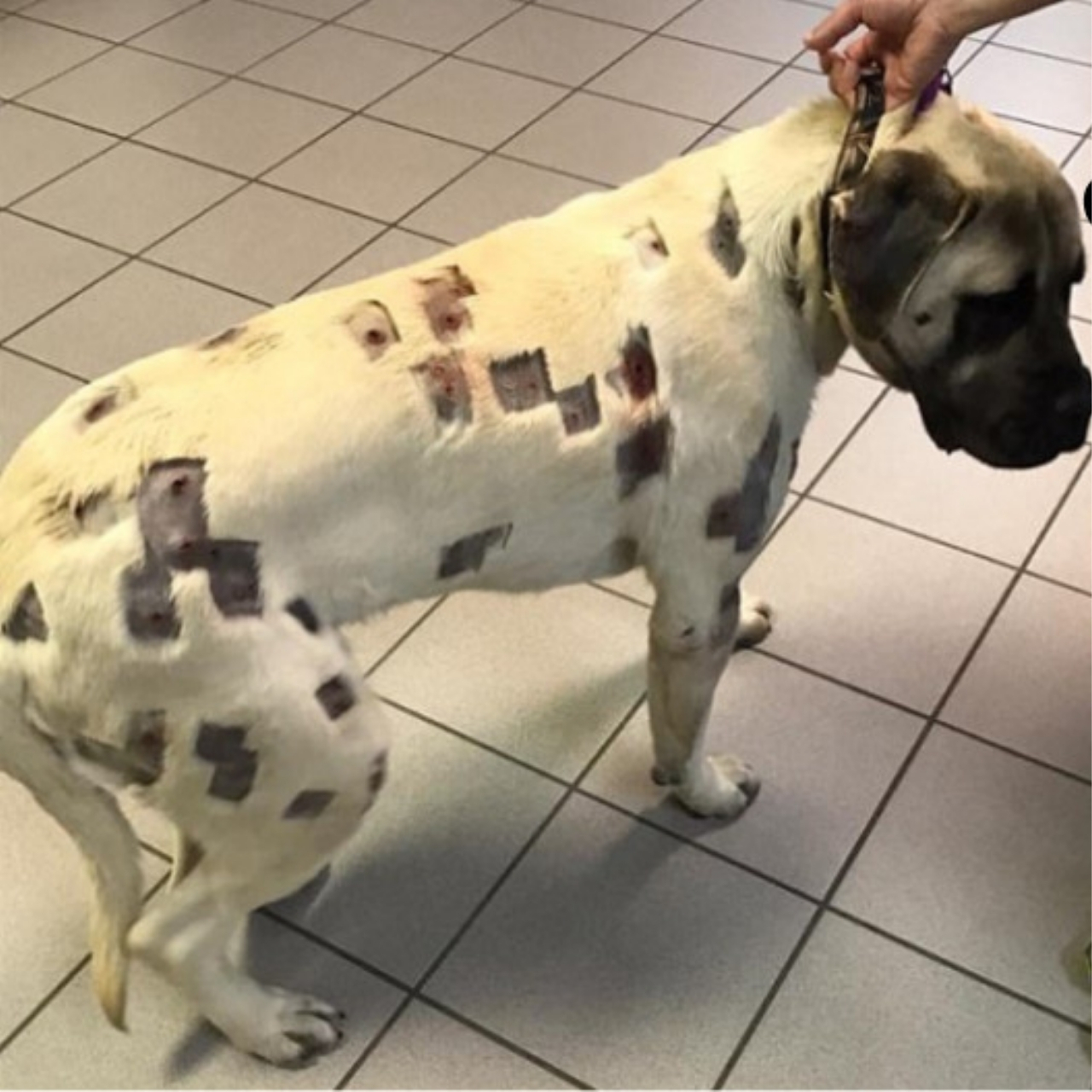 Mysterious Markings on Beloved Family Dog Spark Growing Concern in Seymour