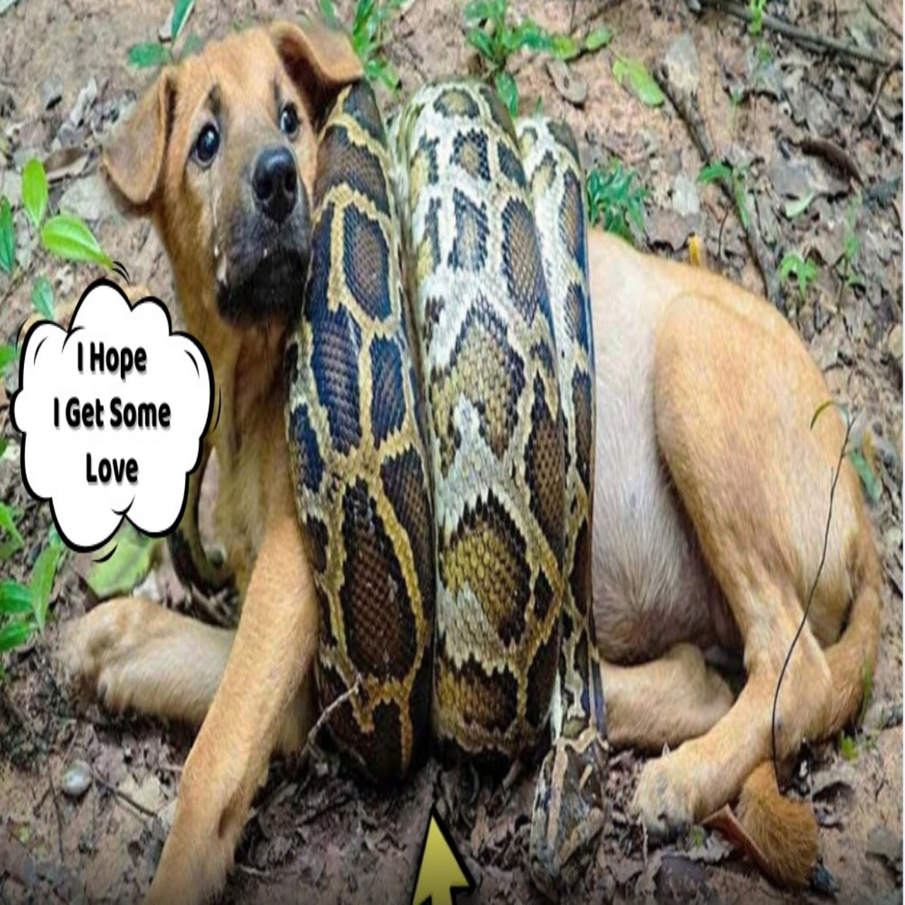 Puppy Heroics: Courageous Bark Stops Python, Saves Mother Dog's Life
