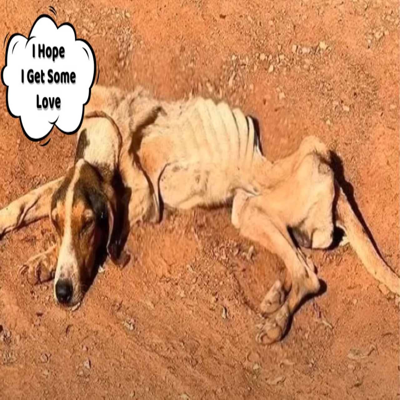 Resilient Bento: From Forest Abandonment to a Loving Forever Home