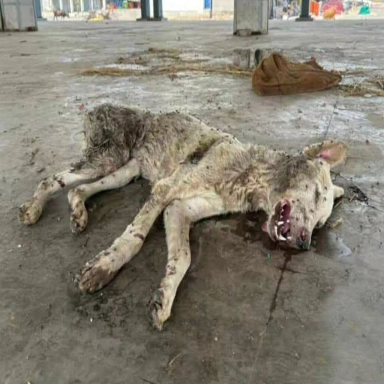 Resilient Dog Named Fighter Defies Odds After Tragic Accident and Neglect