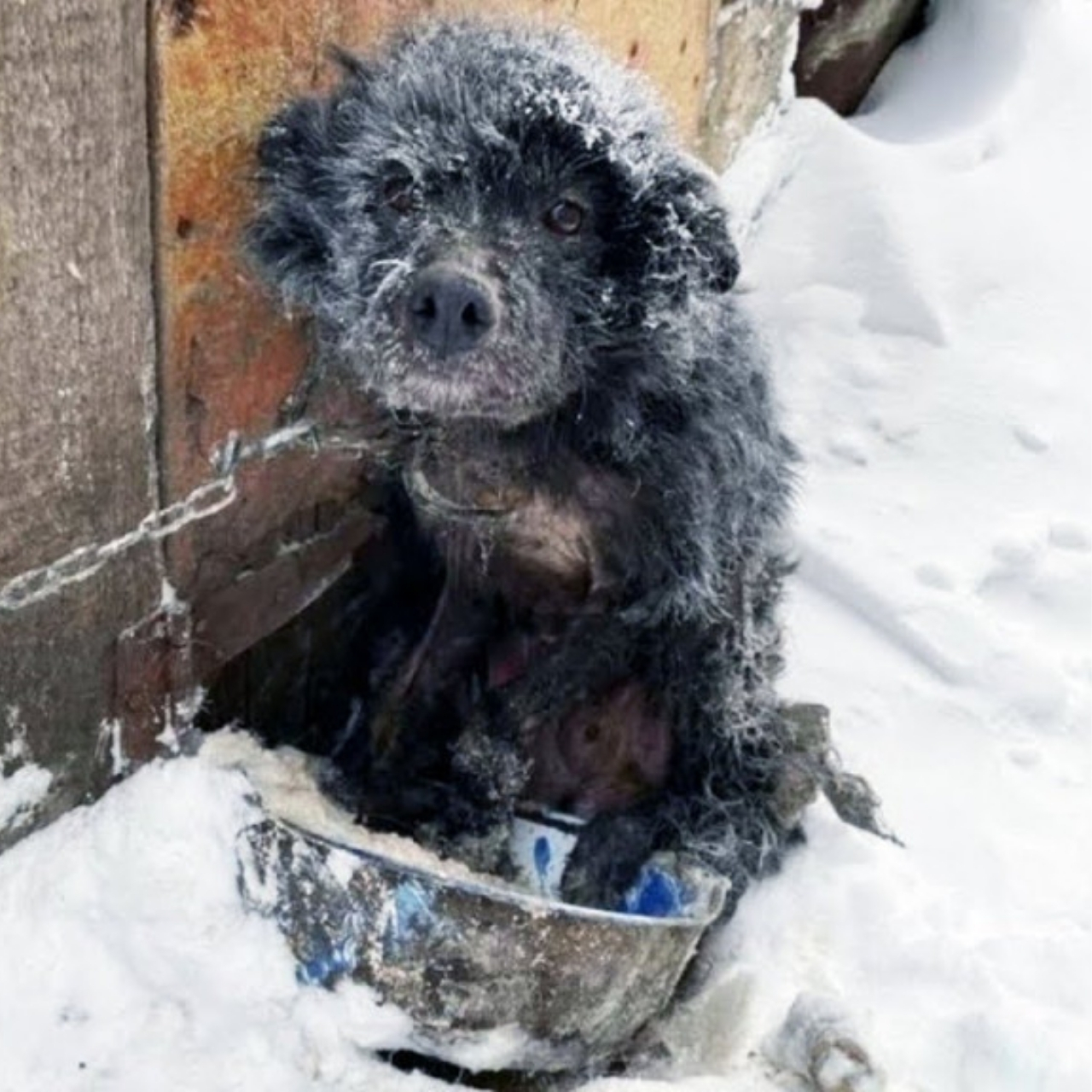 Strangers' Compassion Rescues Neglected Dog from Harsh Winter, Igniting ...