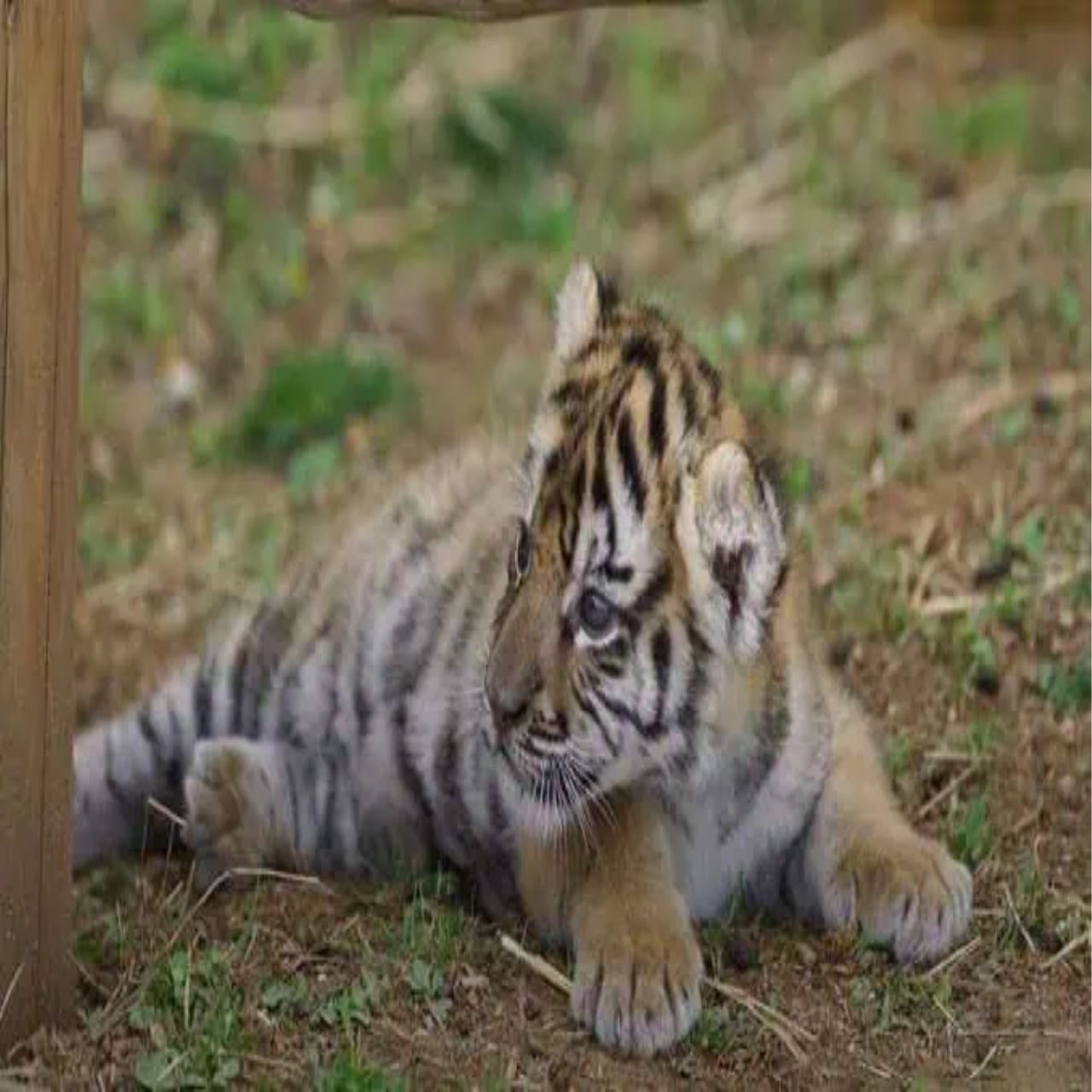"First Steps of a Playful Tiger Cub"