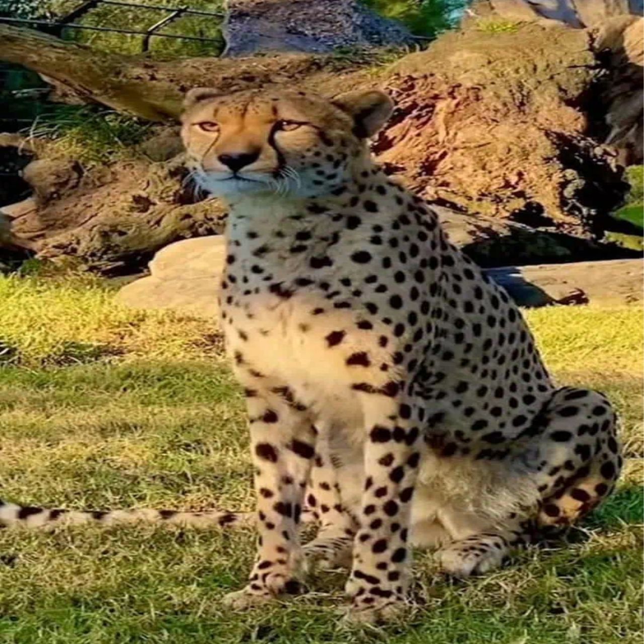 Discover the Gentle Side of Cheetahs: More Than Just Speed