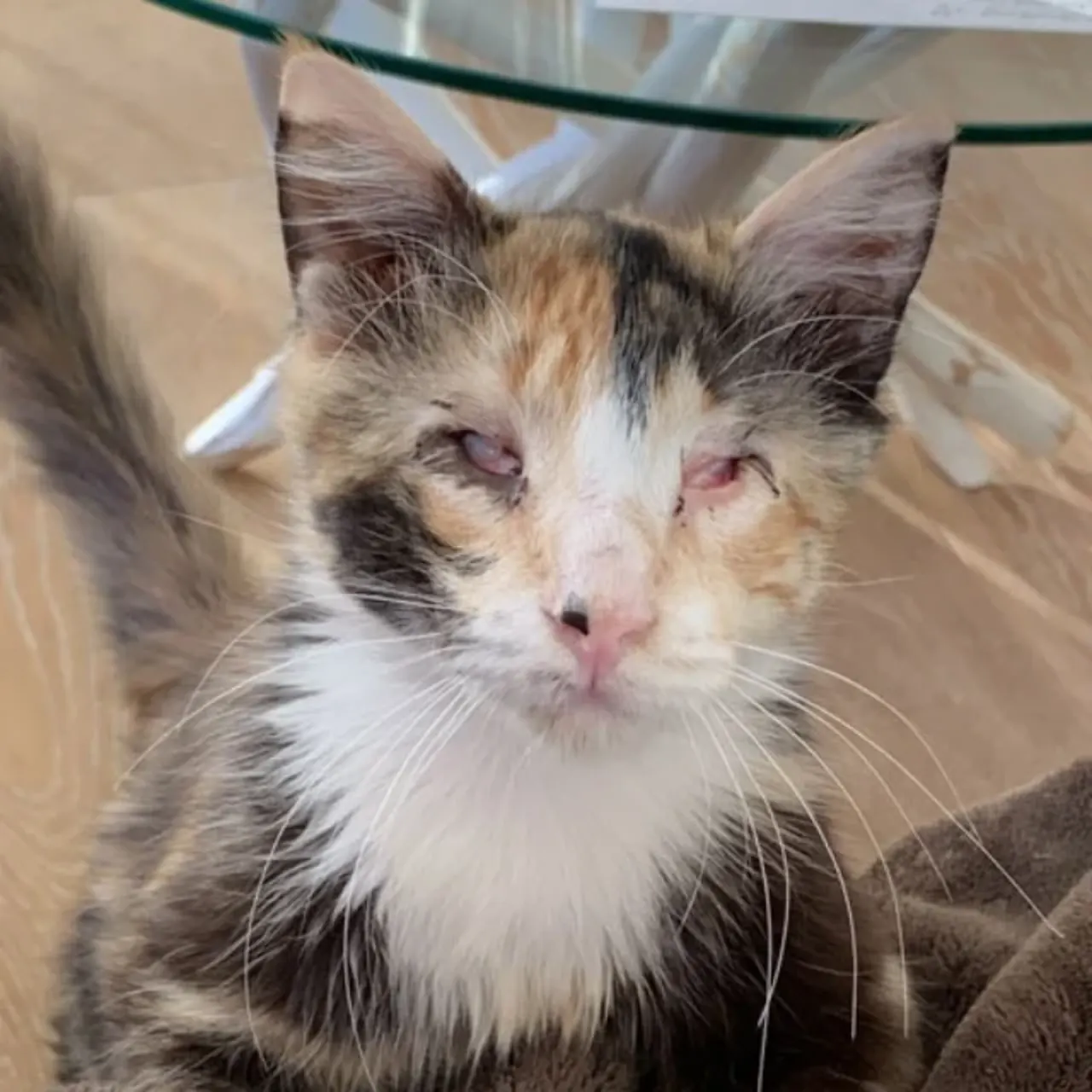 Blind Kitten's Journey from Morocco to Germany: A Tale of Resilience ...