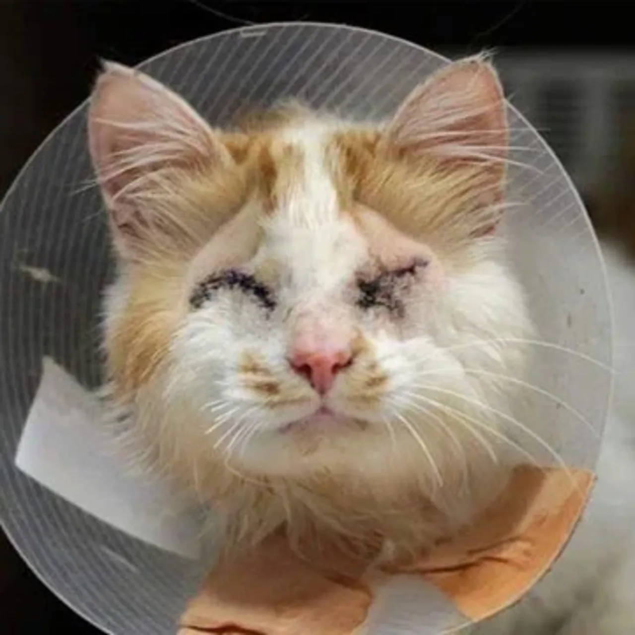 Blind Cat Martin Finds a Loyal Friend in Pinkerton, Achieving a ...