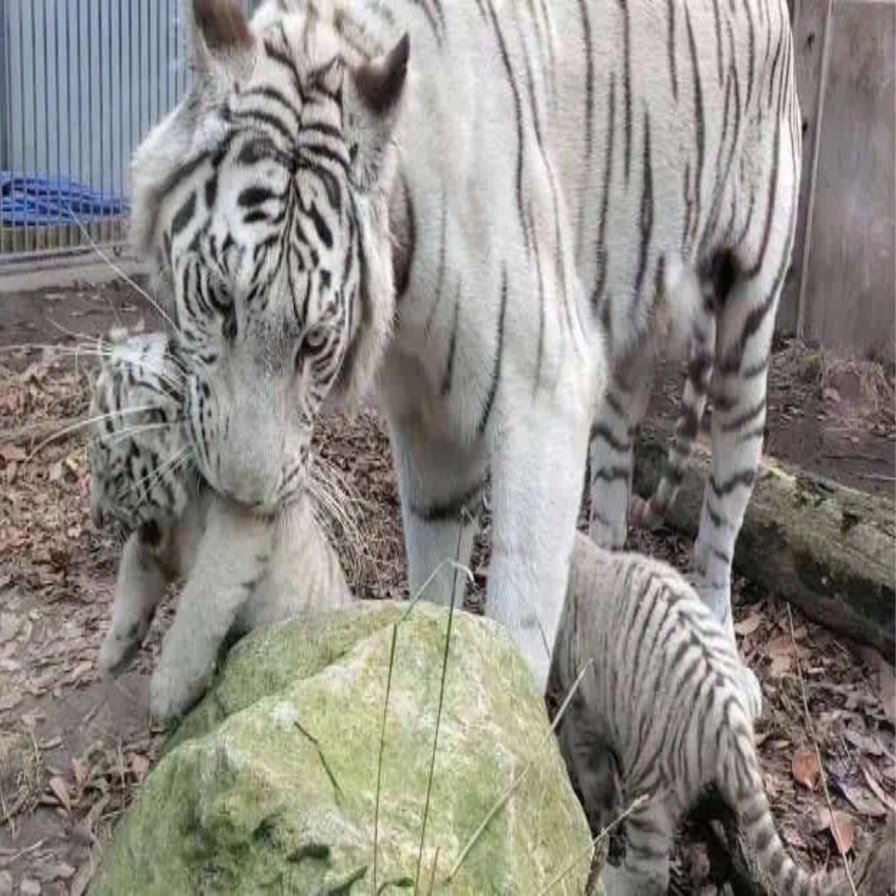 Meet the Adorable Baby White Tiger Cub at Izu Animal Kingdom
