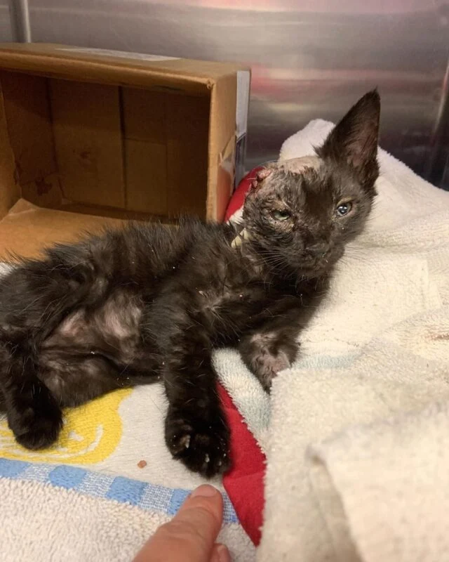 From Rescue to Insta-Star: Vinny Van Gogh's Journey from Struggle to ...