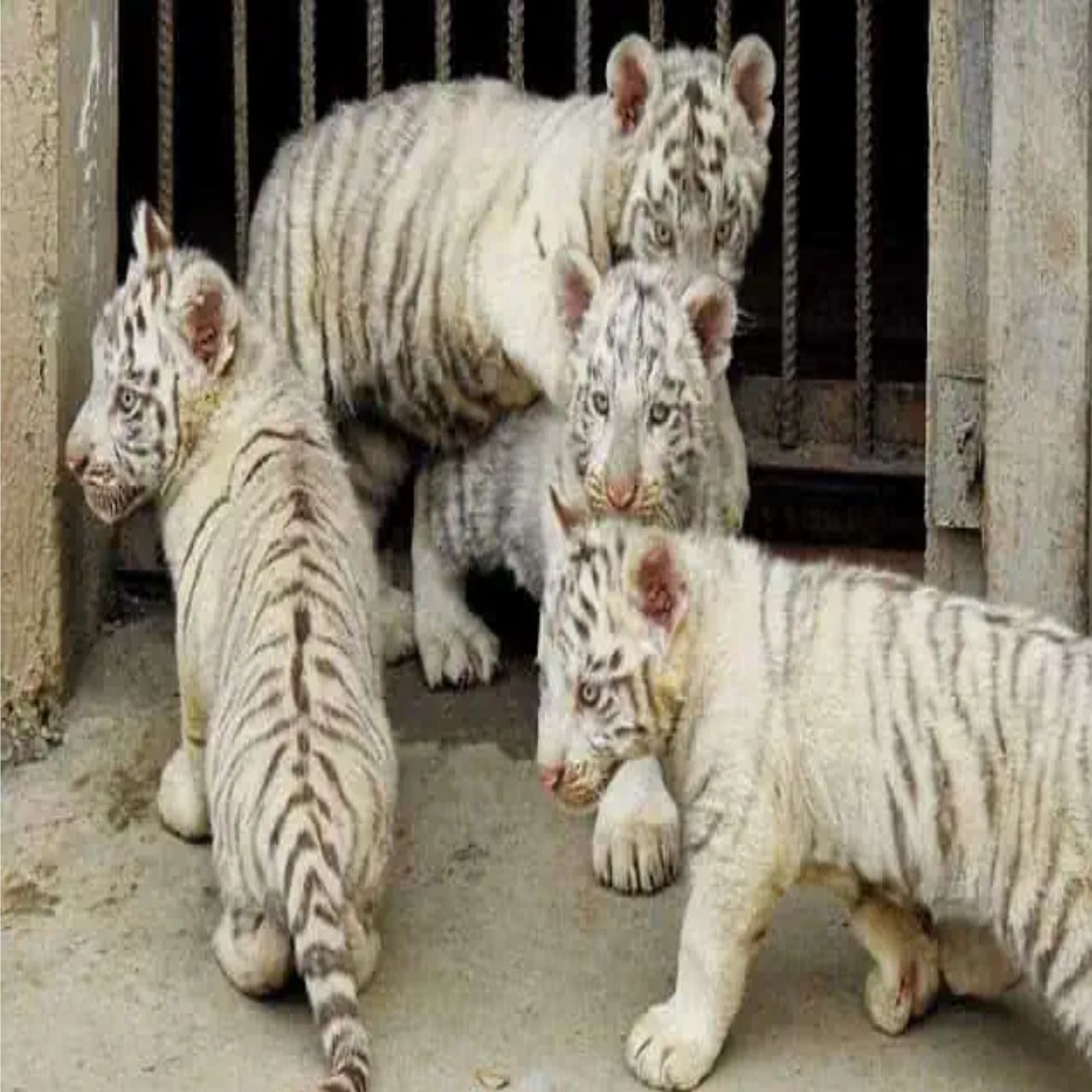 Marvel at the Latest Additions: Adorable White Bengal Tiger Cubs in China