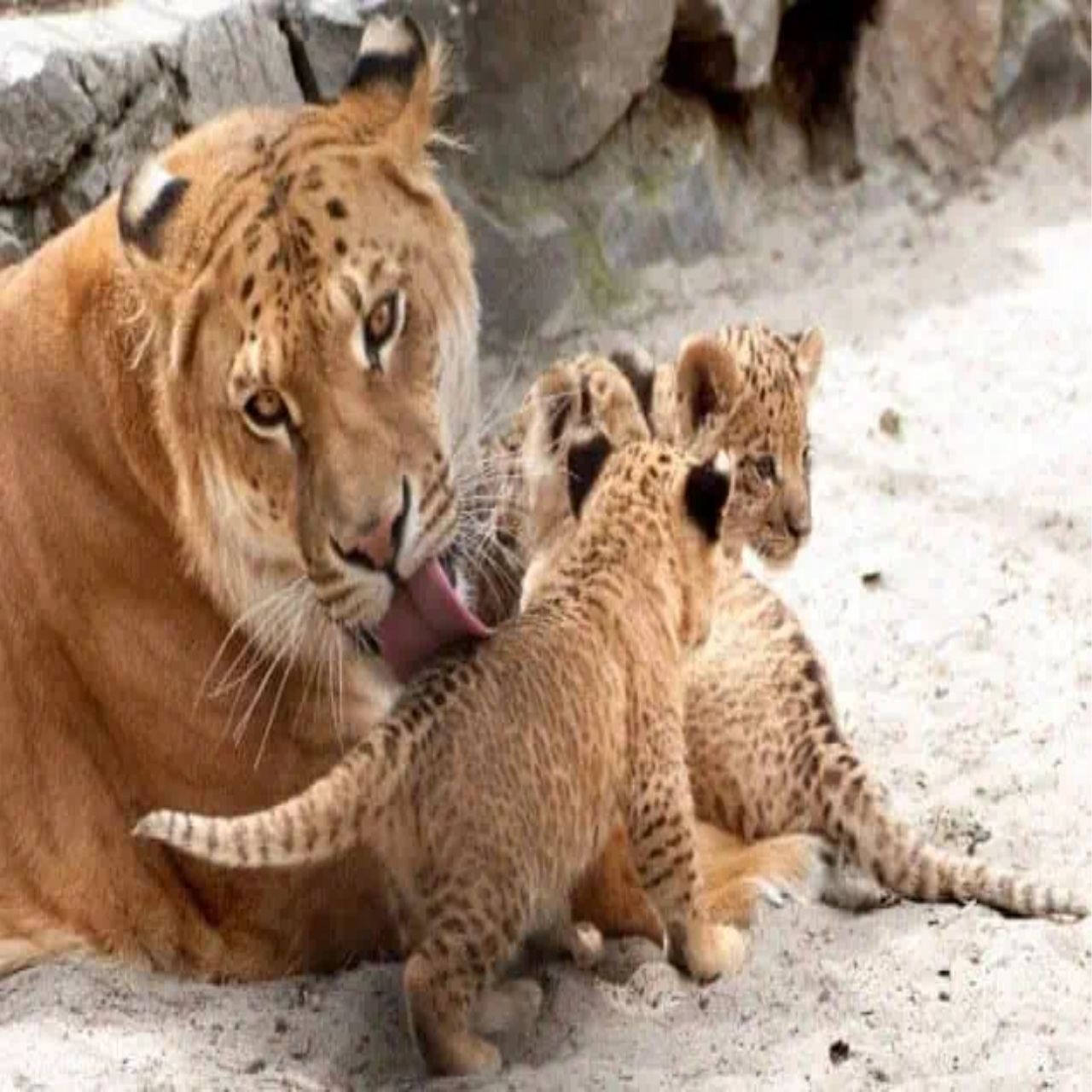 Rare Liger Cubs Born at Russian Zoo Delight Visitors