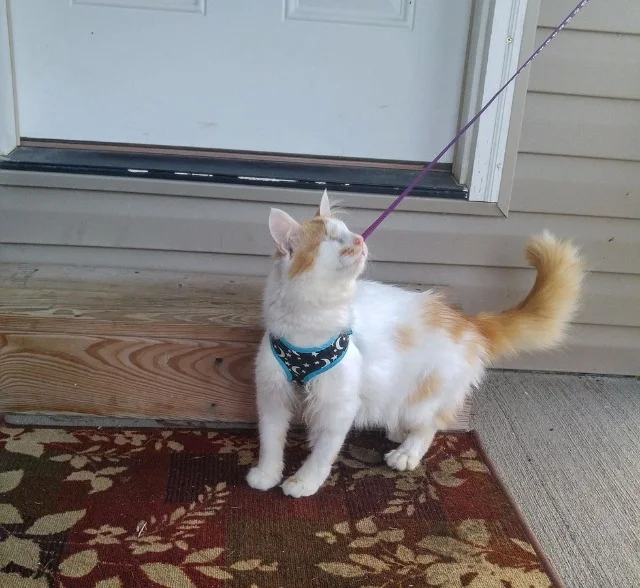 Blind Cat Martin Finds a Loyal Friend in Pinkerton, Achieving a ...