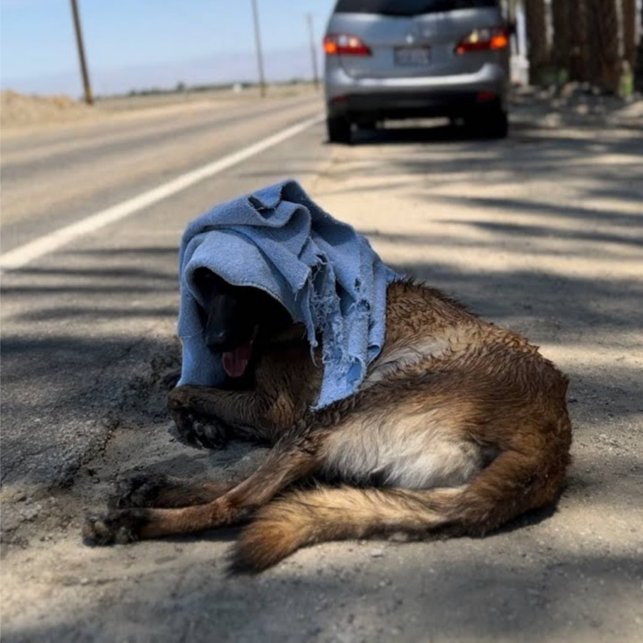 Community's Compassion Transforms Abandoned Dog's Fate into ...