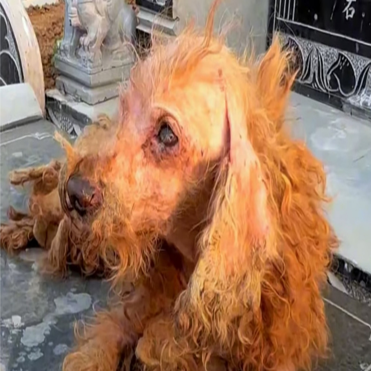 Faithful Dog’s Undying Loyalty Transforms Into Hopeful New Beginning ...