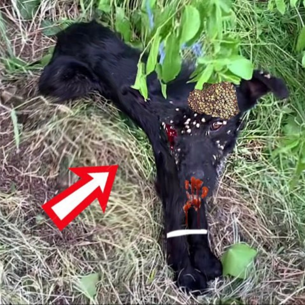 Forest Rescue: A Journey of Compassion and Healing for a Stranded Dog