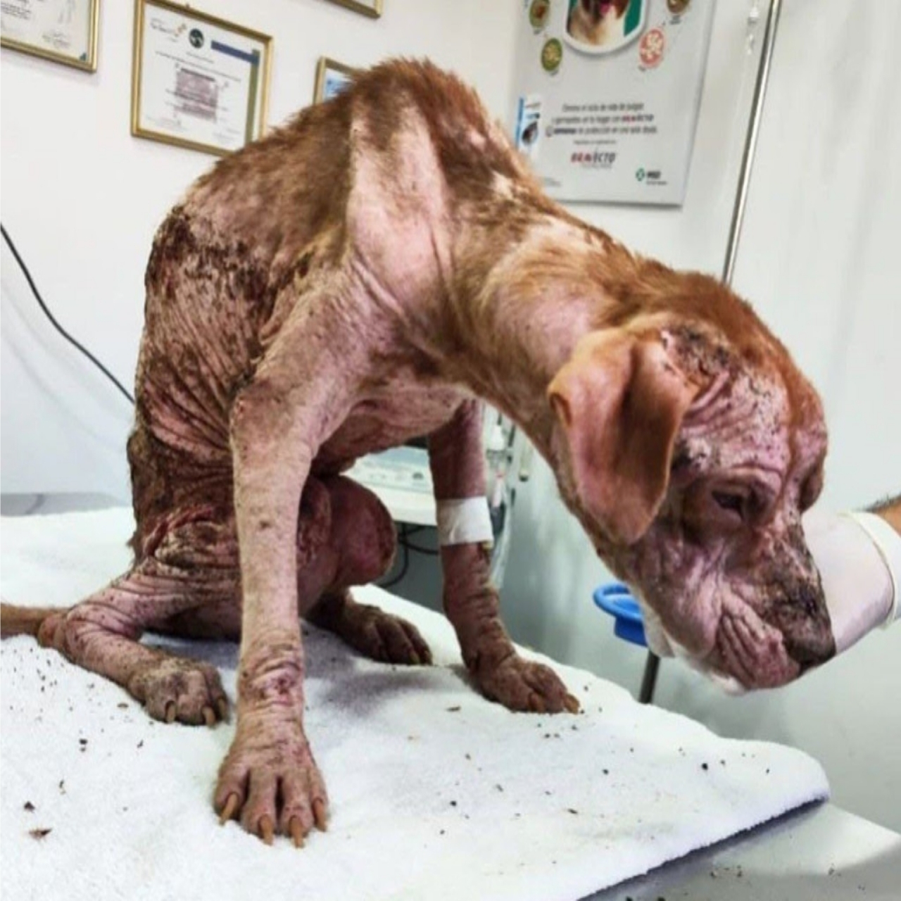 From Despair to Joy: Aurora's Inspiring Journey of Resilience and Recovery