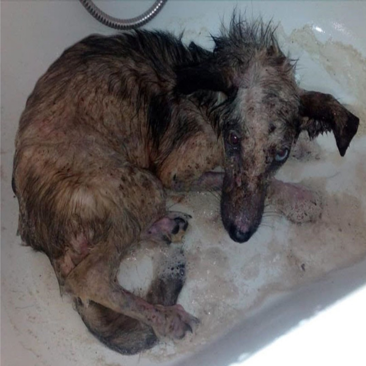 From Fear to Joy: The Heartwarming Transformation of a Once-Timid Dog