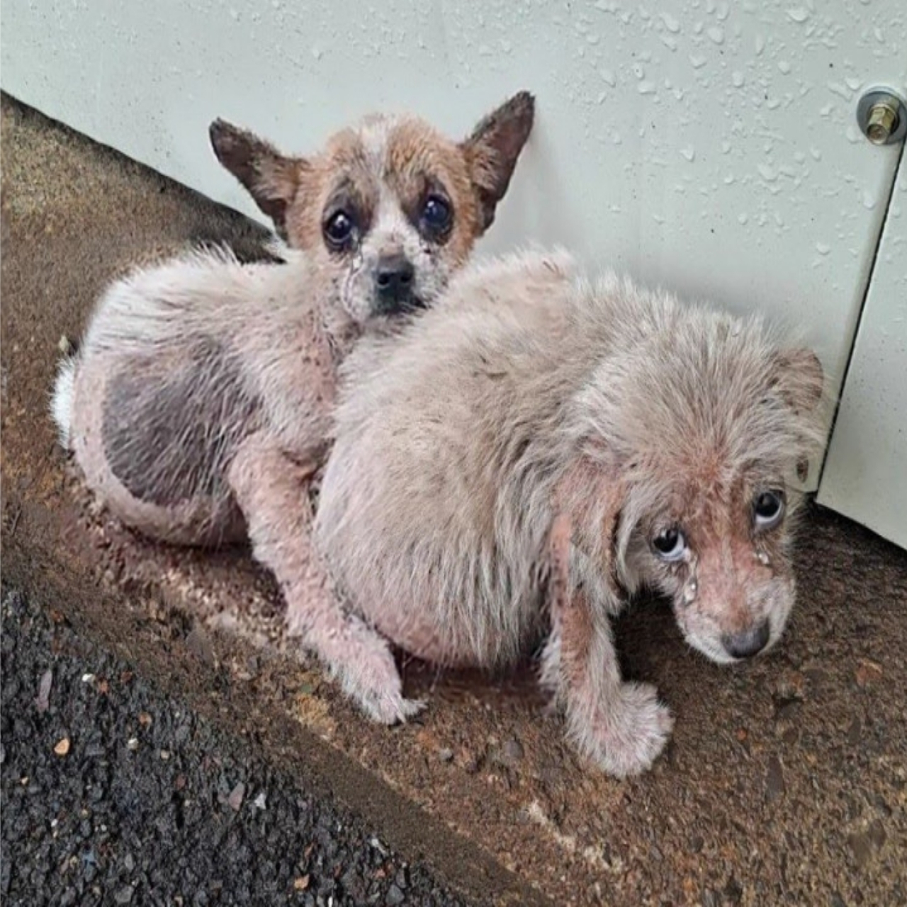 From Rainy Desolation to Warm Homes: Puppies’ Journey to Hope and Healing