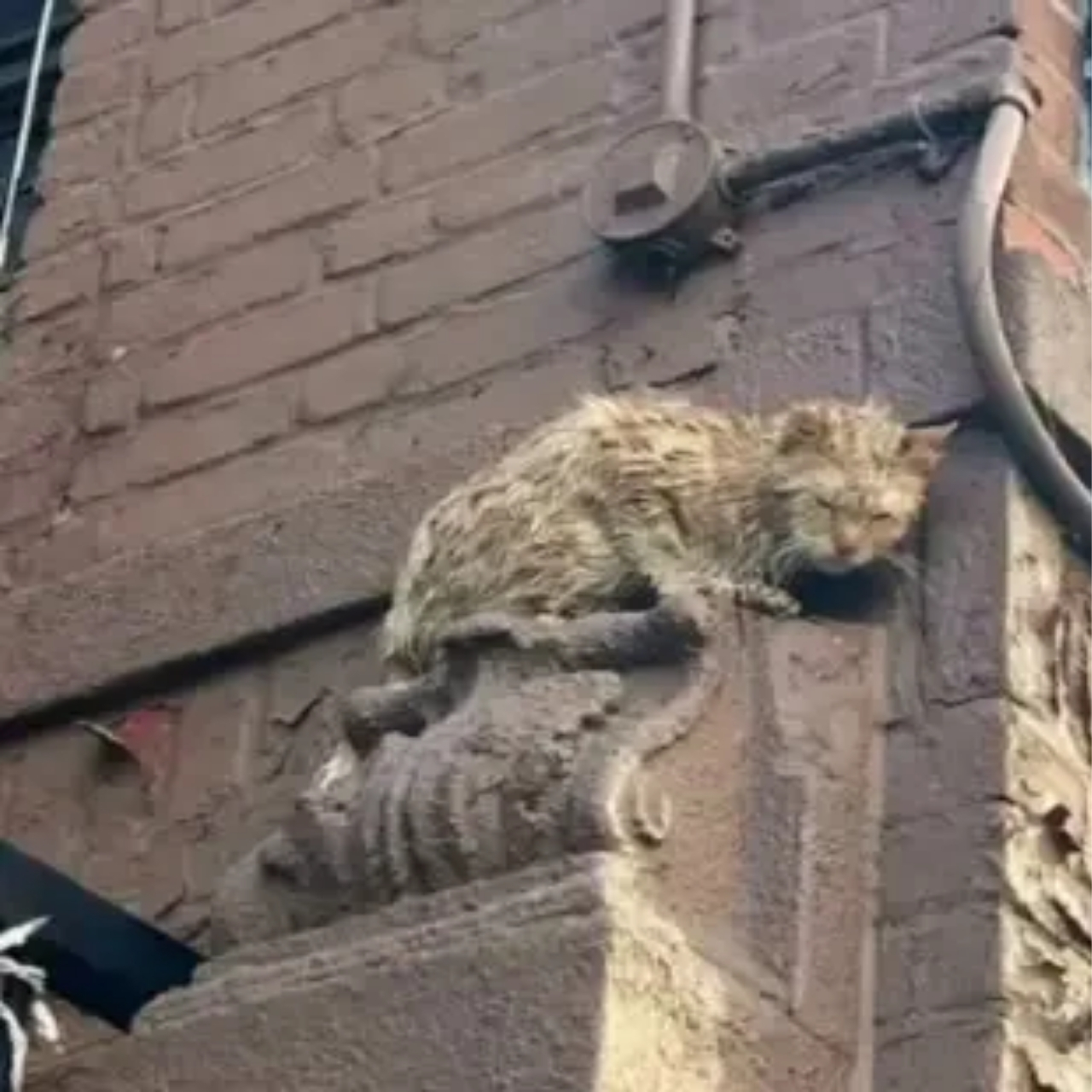 From Street Survivor to Beloved Pet: Fox the Cat's Heartwarming Journey ...