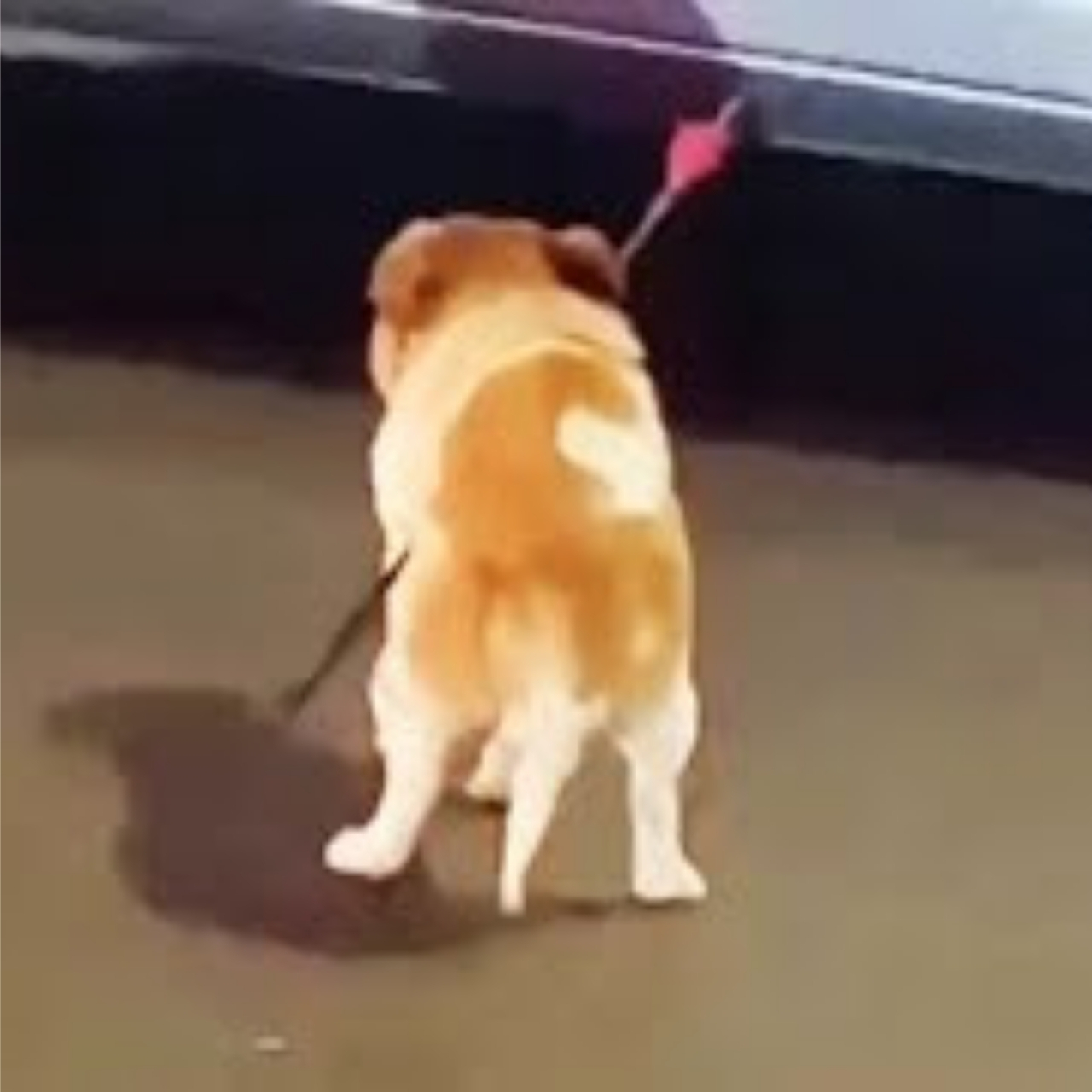 Mingda the Resilient: Dog's Incredible Recovery and Friendship After ...