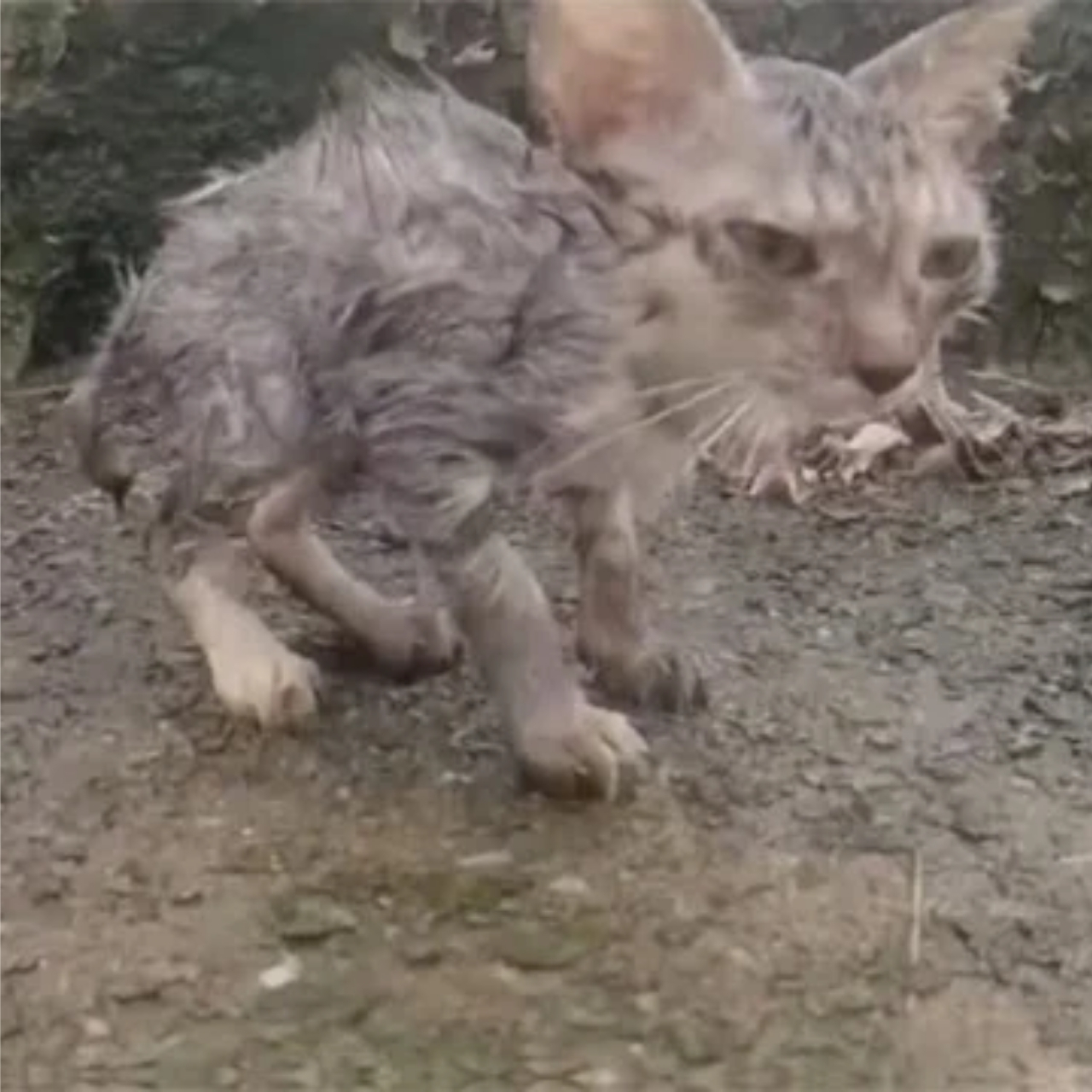 Rescue and Rebirth: How a Tiny Kitten Named Hope Found a New Life