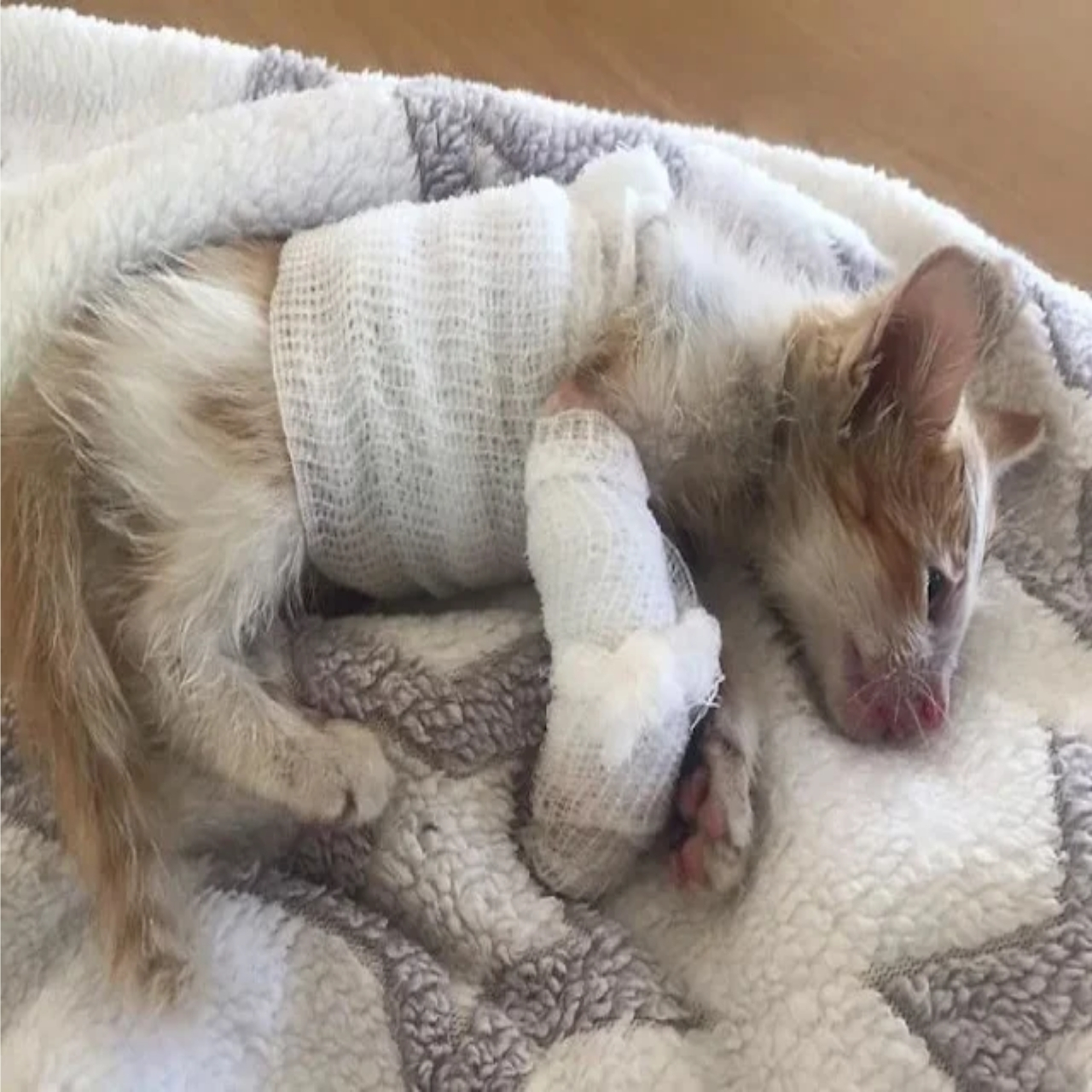 Tiny Kitten Overcomes Adversity: Warrior's Inspiring Journey From ...