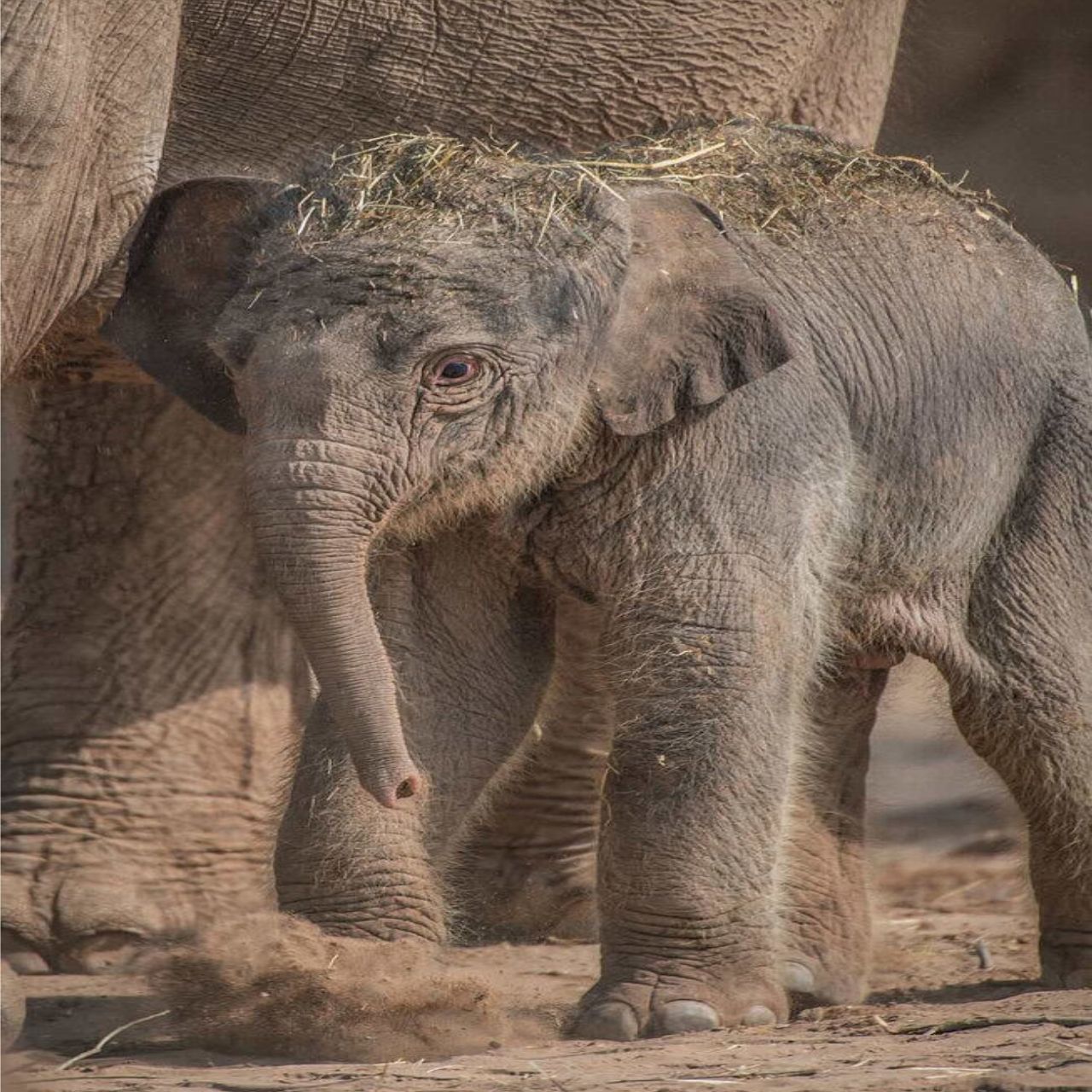 Exciting Surprise at Chester Zoo: Newborn Elephant Arrives