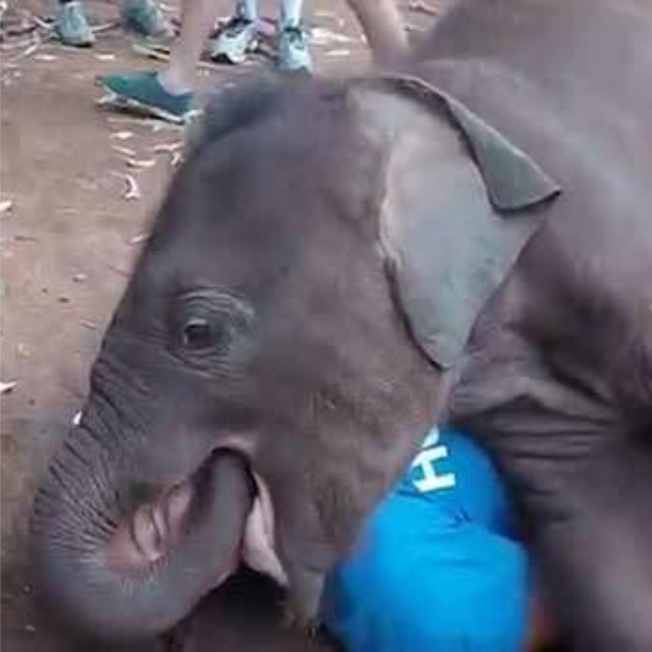 Heartwarming Moment: Baby Elephant's Affectionate 'Kiss'