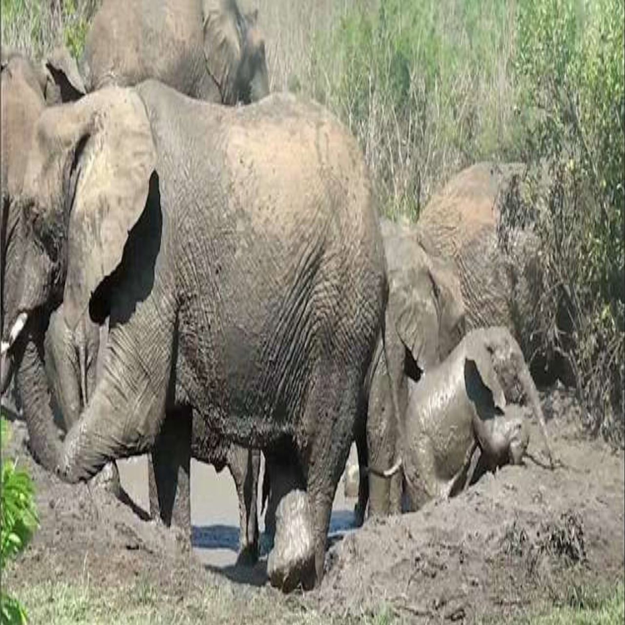 Heartwarming Rescue: Baby Elephant Overcomes Mud Challenge with Family ...