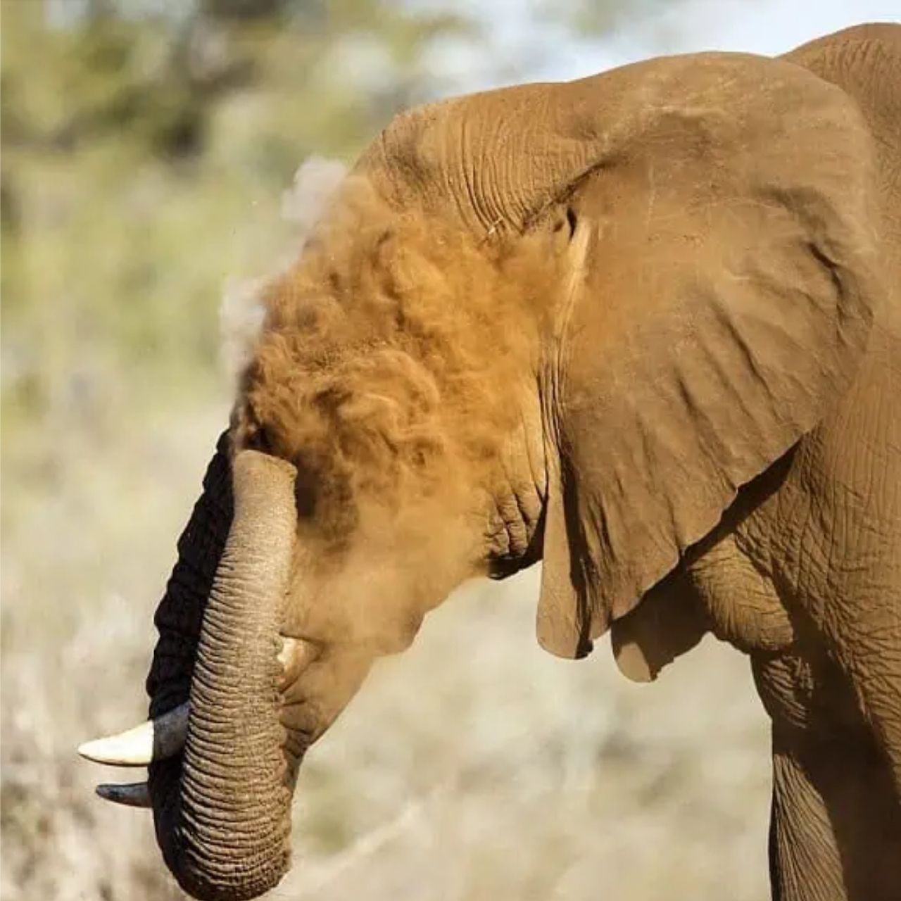 Elephants Get Creative to Beat the Heat in South Africa